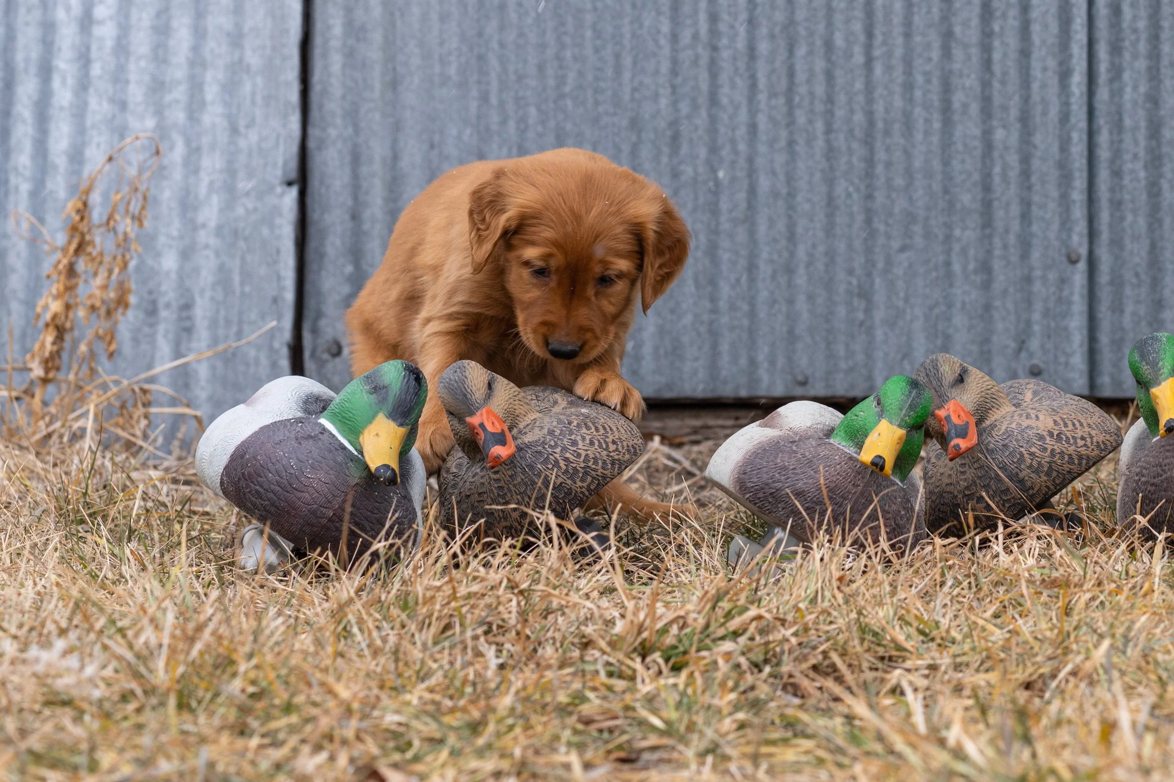 Our Dogs — Broken Sky Kennels