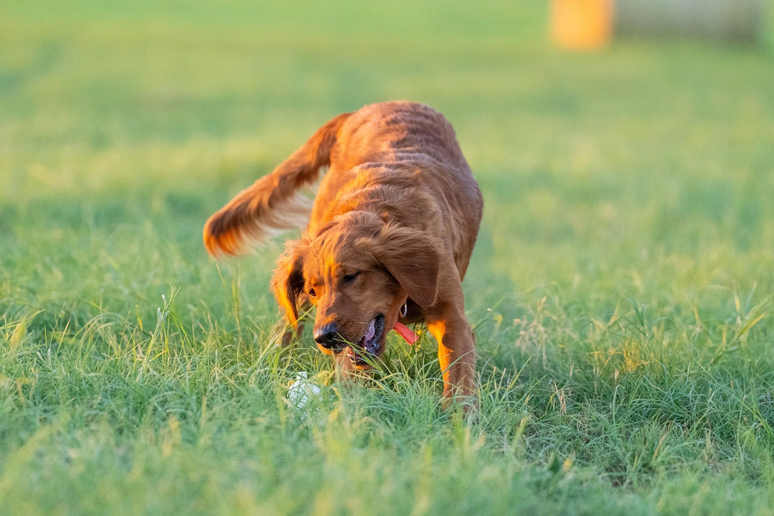 Planned Breedings — Broken Sky Kennels