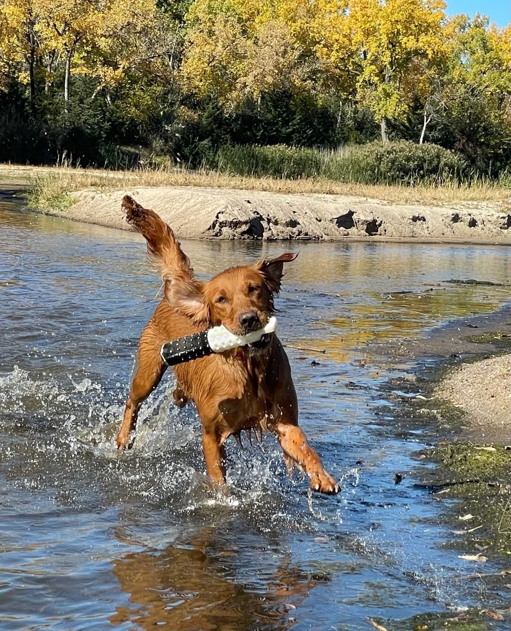 Our Dogs — Broken Sky Kennels