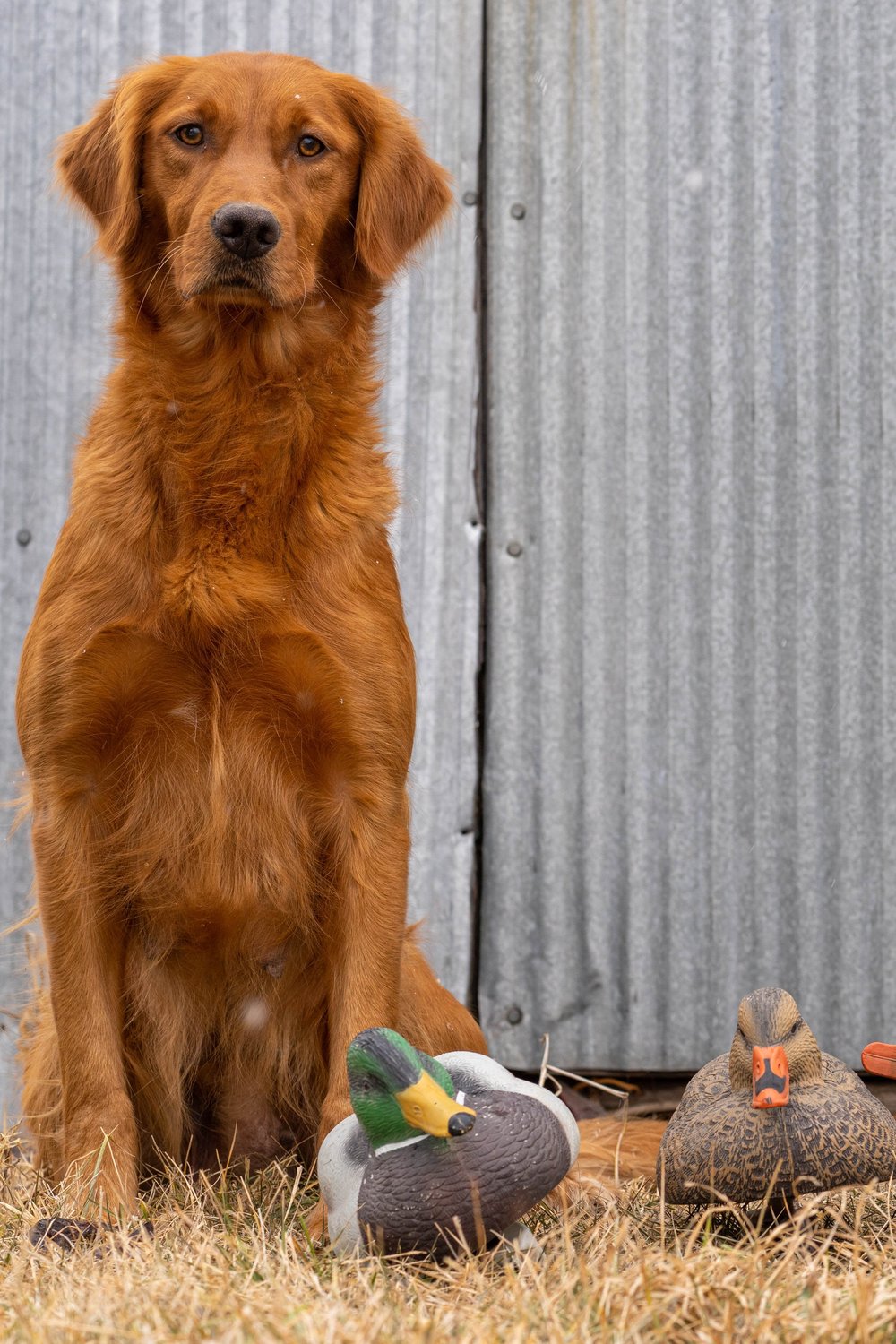 Our Dogs — Broken Sky Kennels
