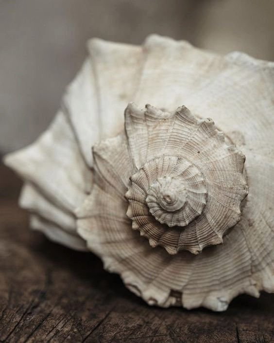 Online Kundalini Yoga Teacher | Saraswati Kundalini — Chariclo