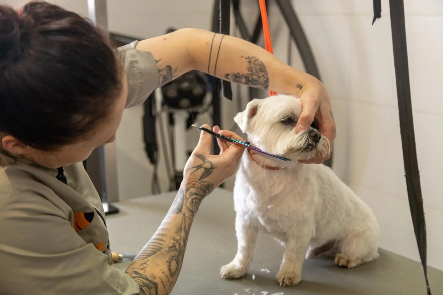 Tarieven — Mandy Dog Grooming