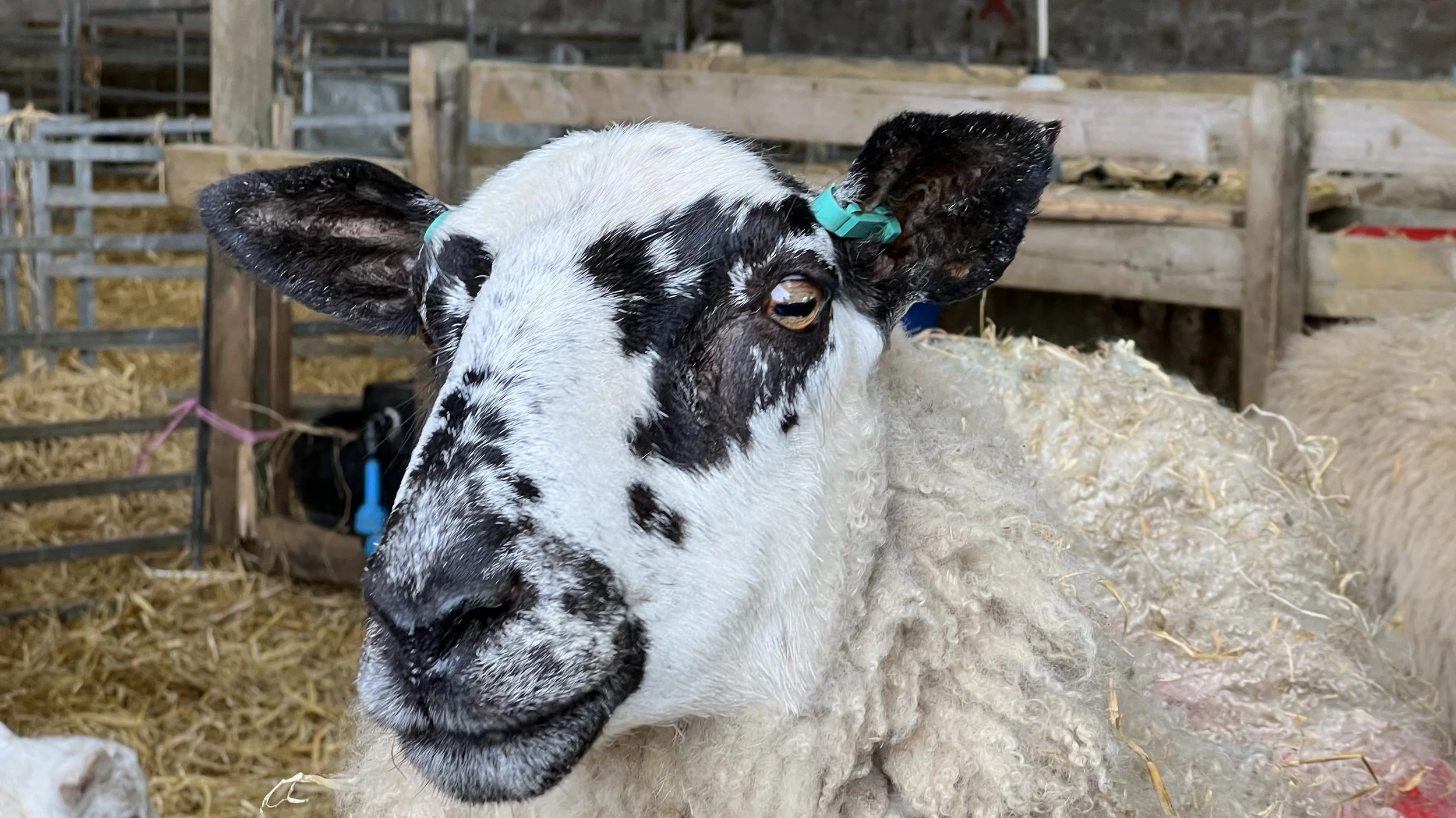 The Importance of Body Condition Scoring in Sheep Management — McCaskie