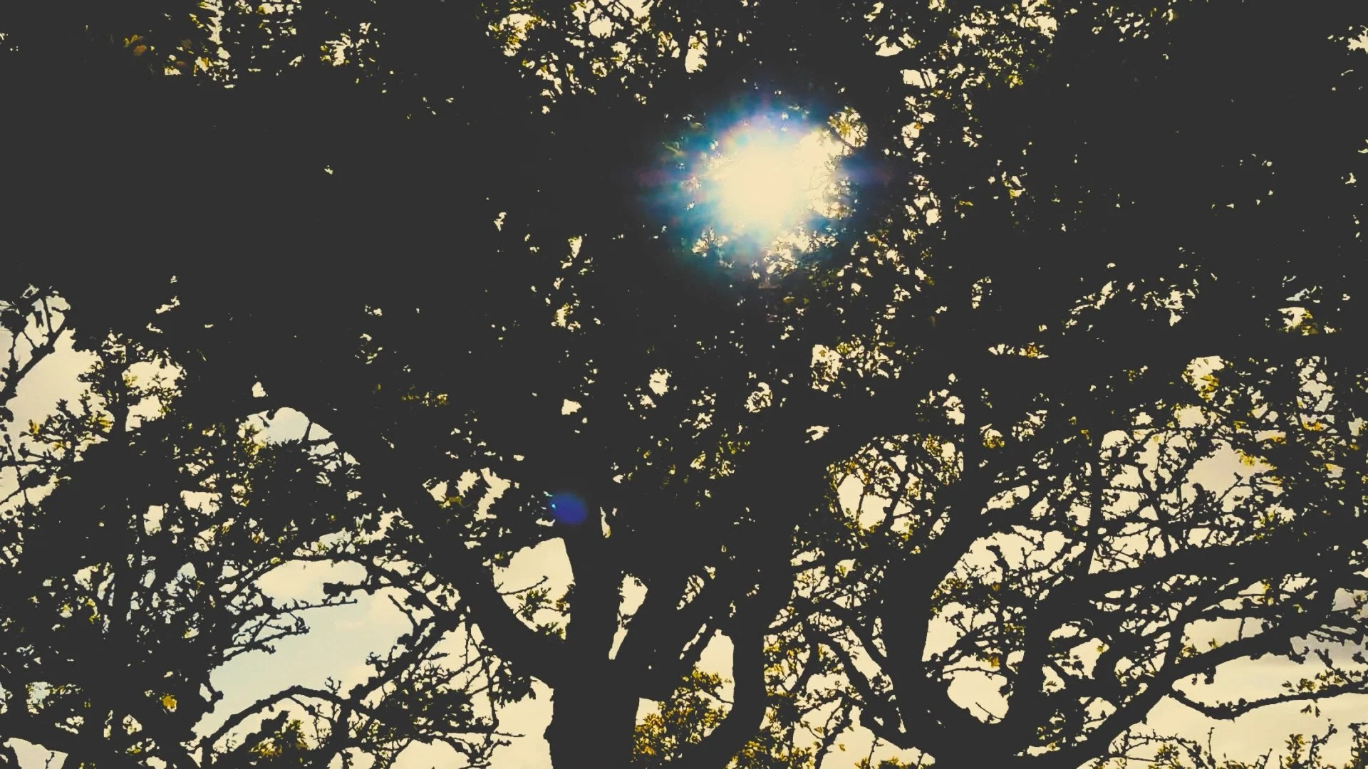 Abhartach - Siobhán Cleary — Úna Monaghan