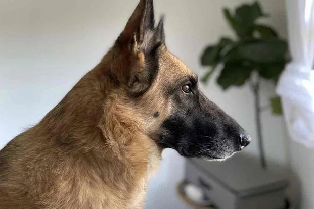 An 'Ambassador for All Service Dogs,' German Shepherd Leaves a Legacy ...