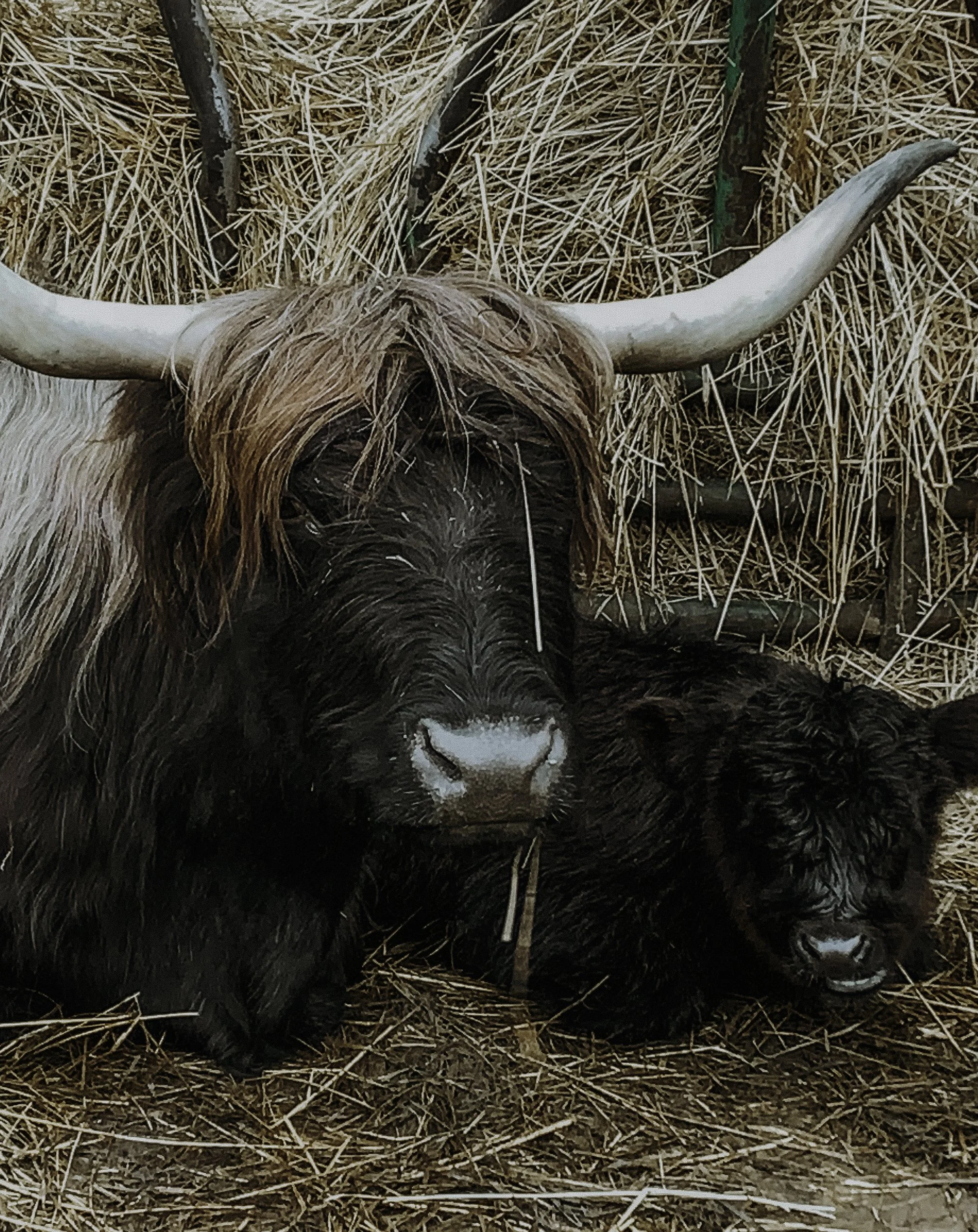 MEET THE ANIMALS — Pfarr Farms Scottish Highlands