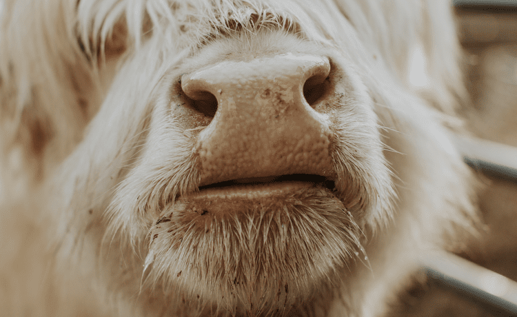 Pfarr Farms Scottish Highlands | Quality Breeding
