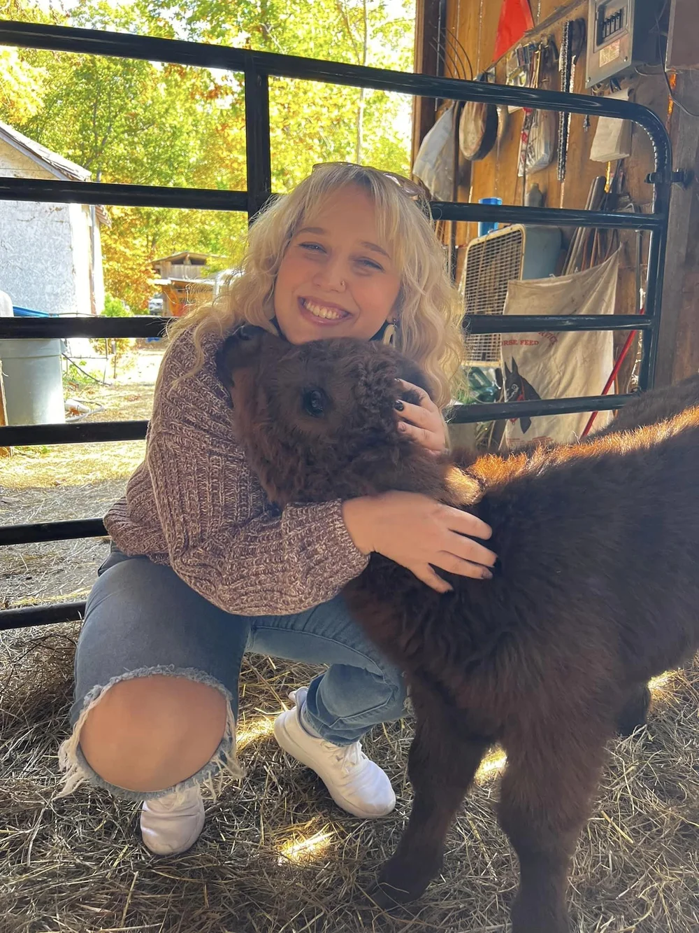 Pfarr Farms Scottish Highlands | Quality Breeding
