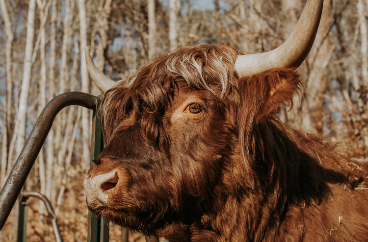 Pfarr Farms Scottish Highlands | Quality Breeding