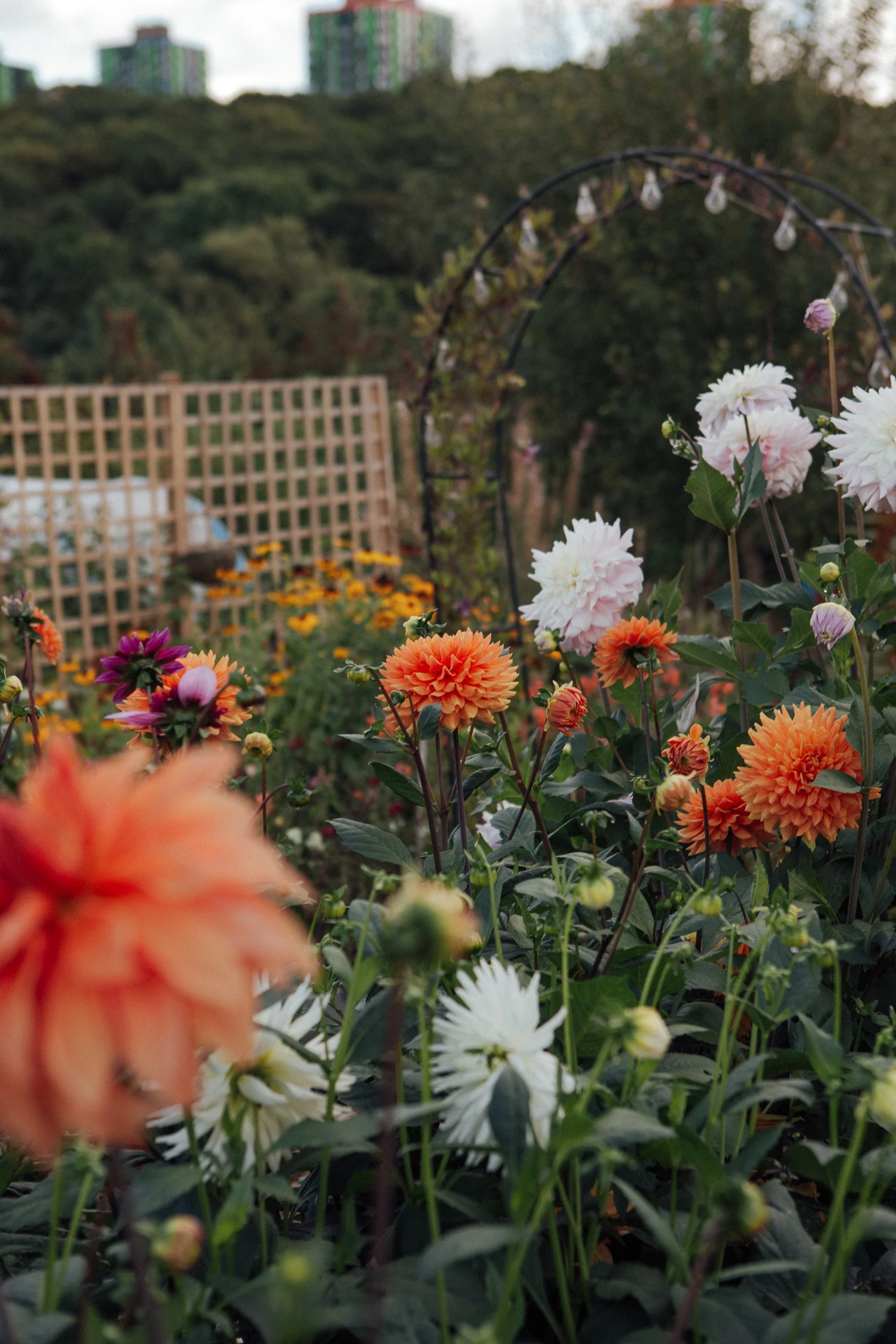 Contact Us — Bloom Sheffield