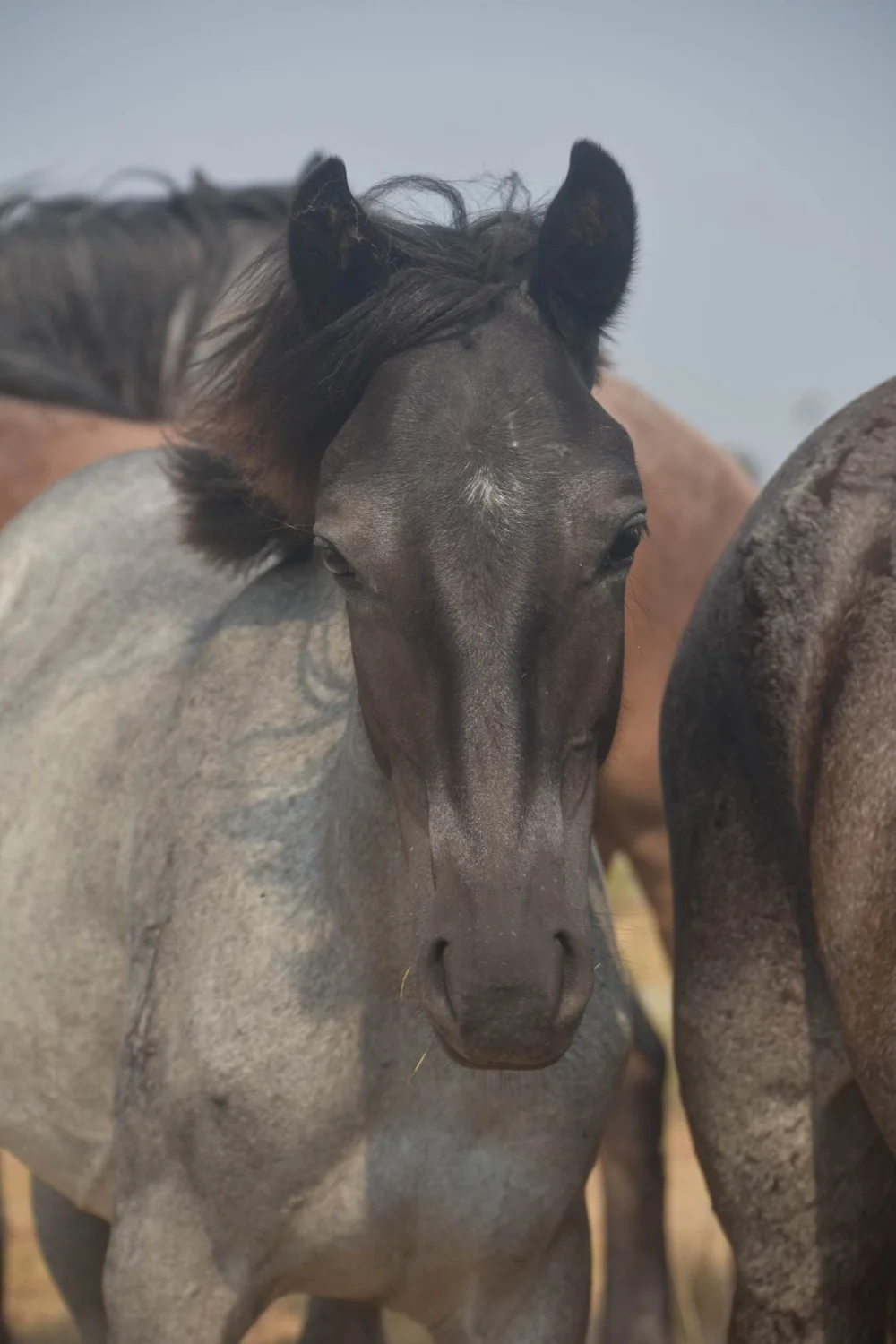 Kuntz Nokota® Ranch