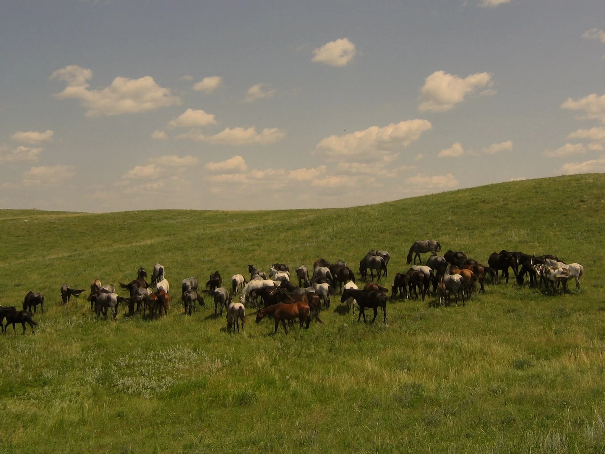 Kuntz Nokota® Ranch