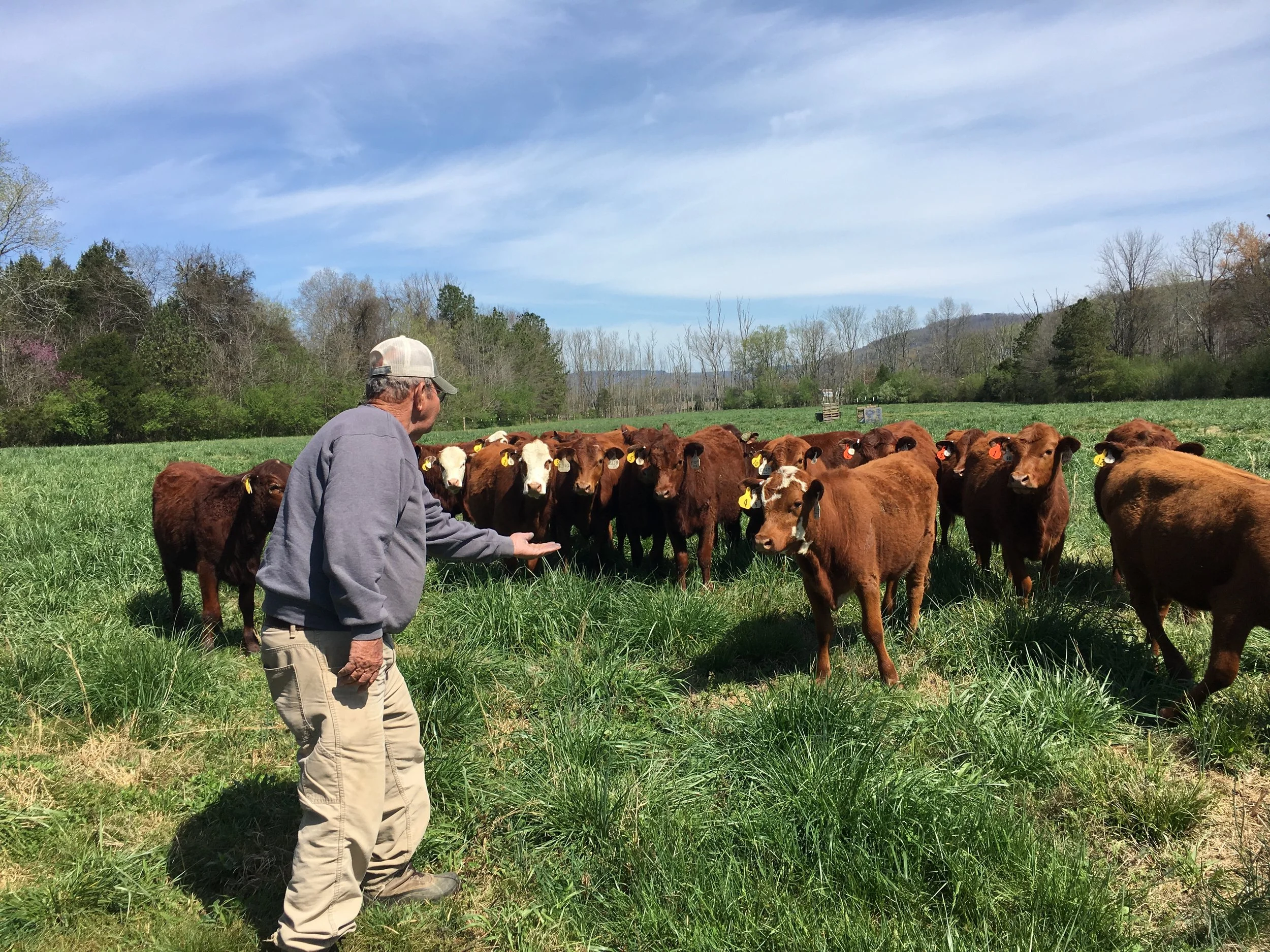 About — Rocky Ridge Cattle Farms