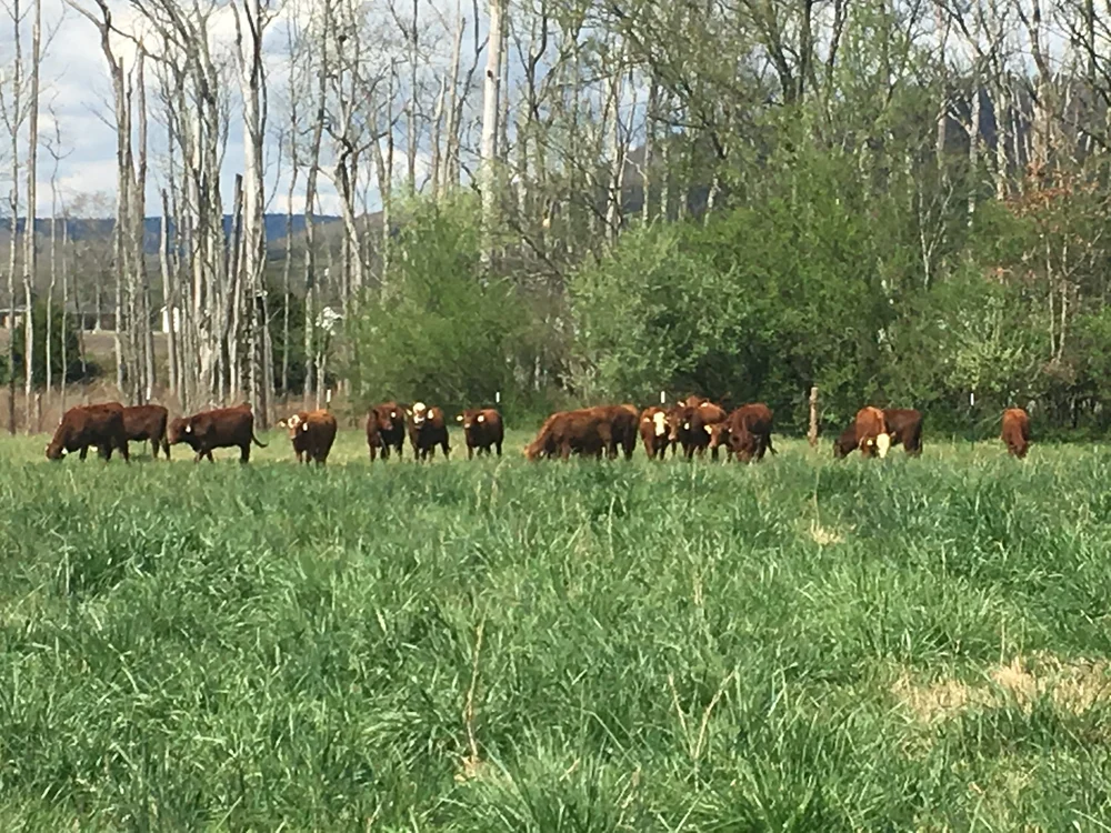 Rocky Ridge Cattle Farms | All Natural Beef | Scottsboro, AL