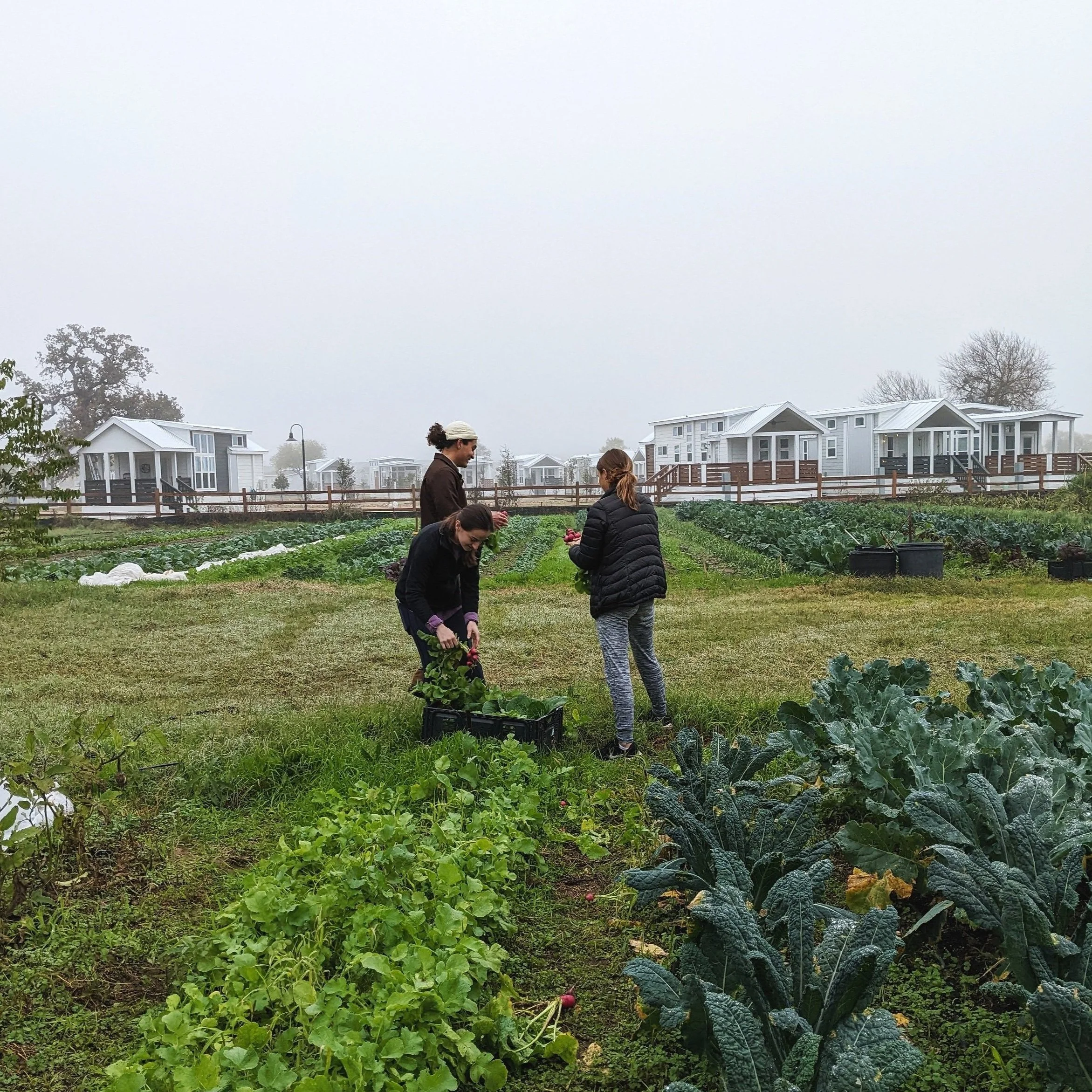 East Austin/Village Farm — Green Gate Farms