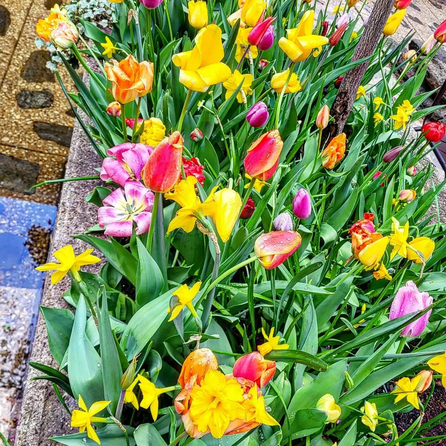 WEEKLY OFFERINGS SCHEDULE