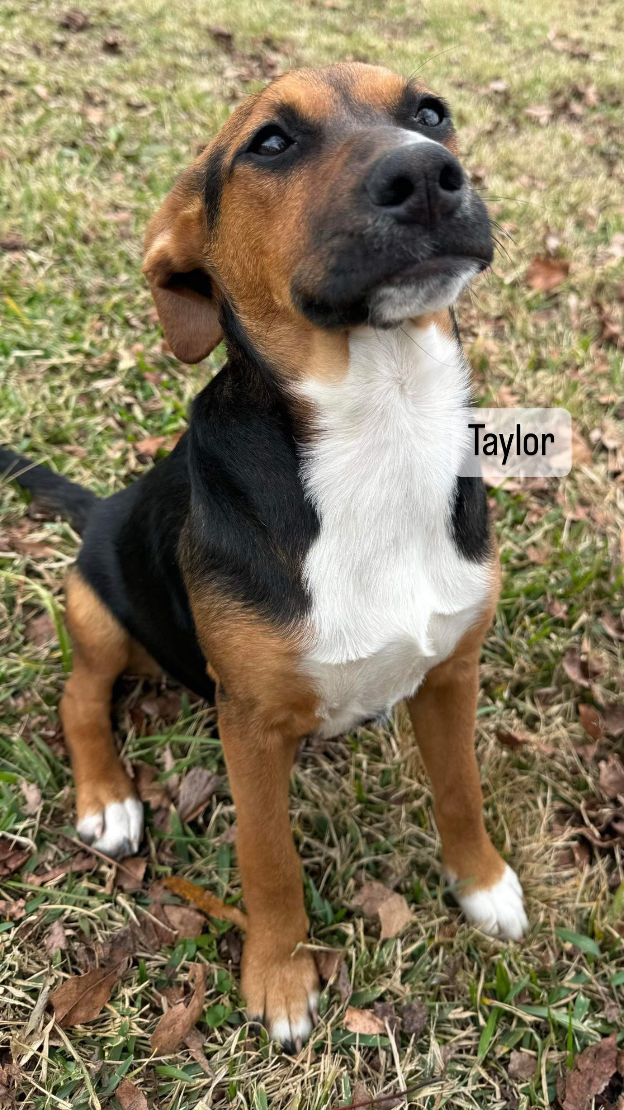 AVAILABLE DOGS — fetch dog rescue