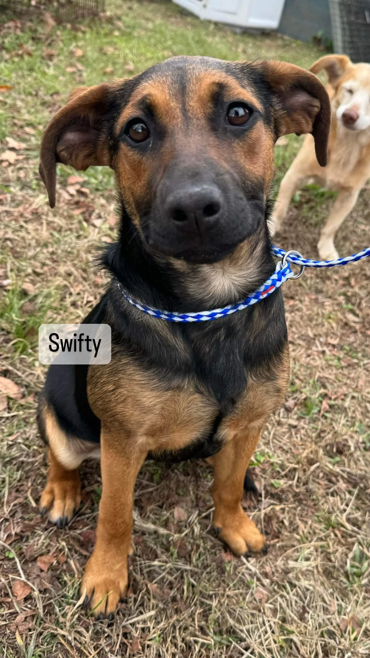 AVAILABLE DOGS — fetch dog rescue