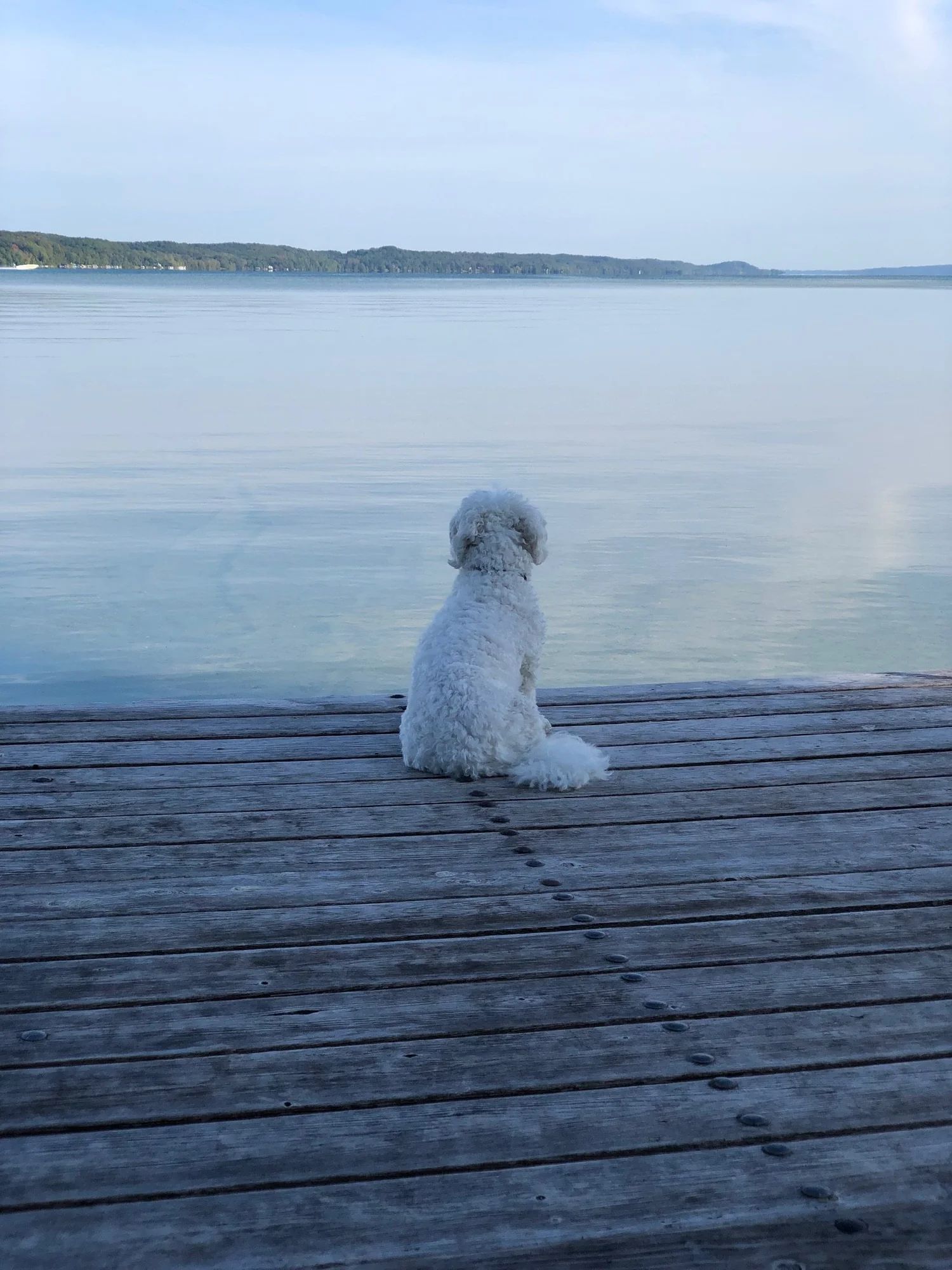 Fees — Peaceful Pets