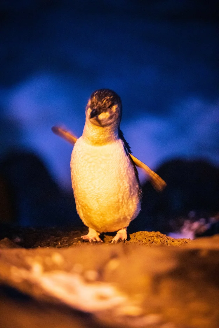 St Kilda Penguin Cruise | Penguins of St Kilda — Yacht Hire Melbourne