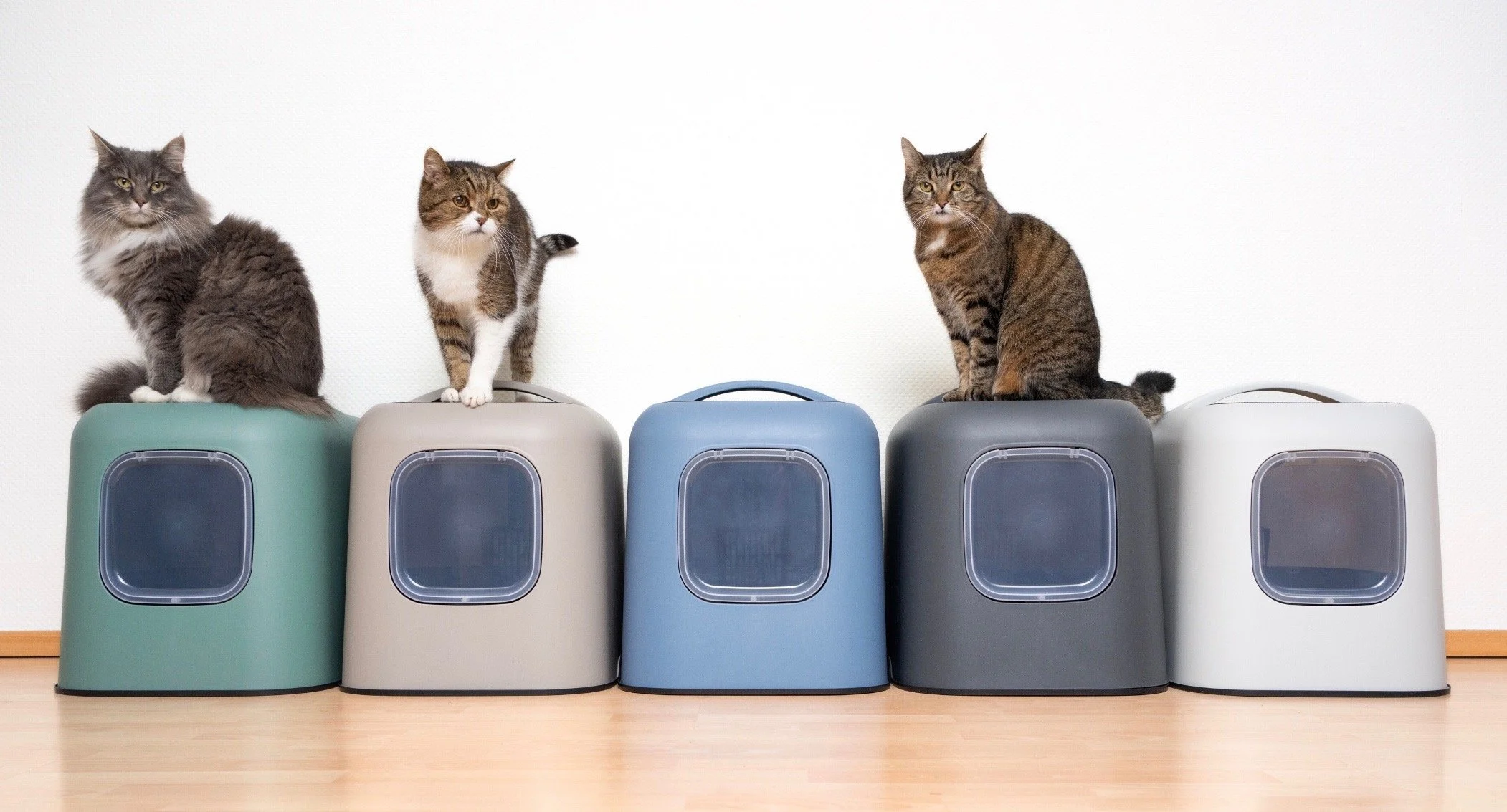 The scoop on poop - Litter box basics | Angela Kearney Healing