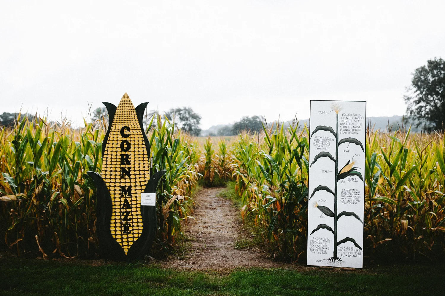 Corn Maze with Trivia — Busy Barn Farm Adventures