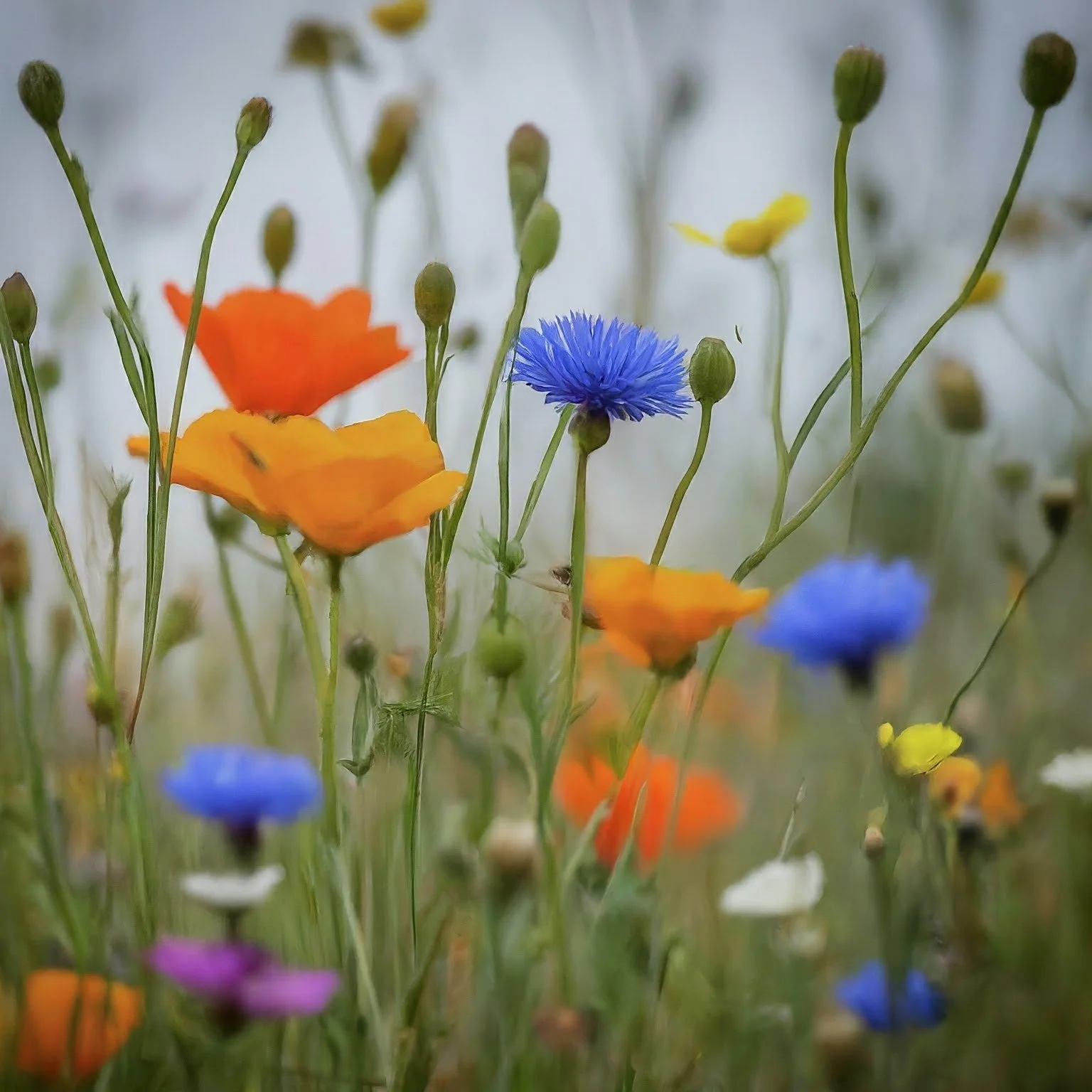 Queer Divorce Club: Empowering LGBTQIA+ Individuals Divorce Support and Resources