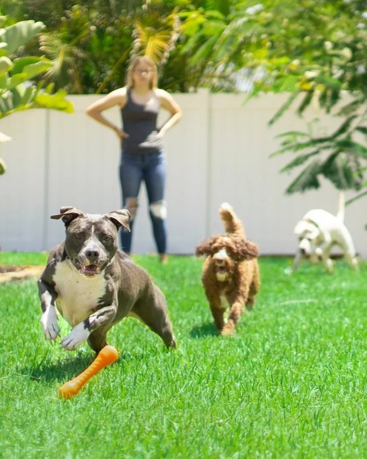 Waggy Tails Pet Sitting & Dog Walking in Knoxville, Tennessee
