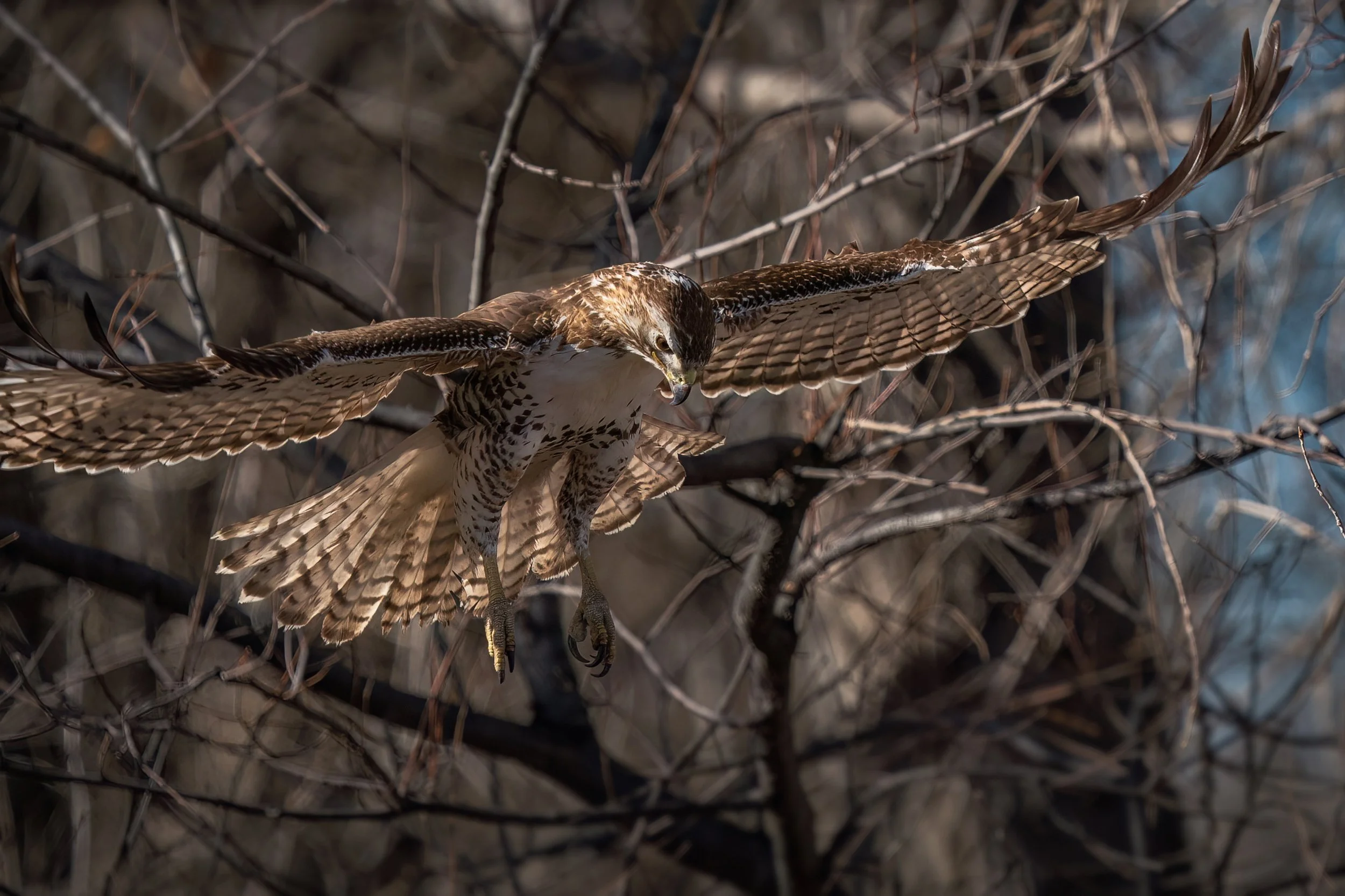 Chance Encounters at Riverbend Ponds Natural Area: Red-Tailed Hawk — J ...