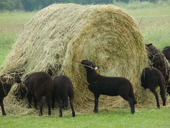 Resources/How To — American Black Welsh Mountain Sheep Association