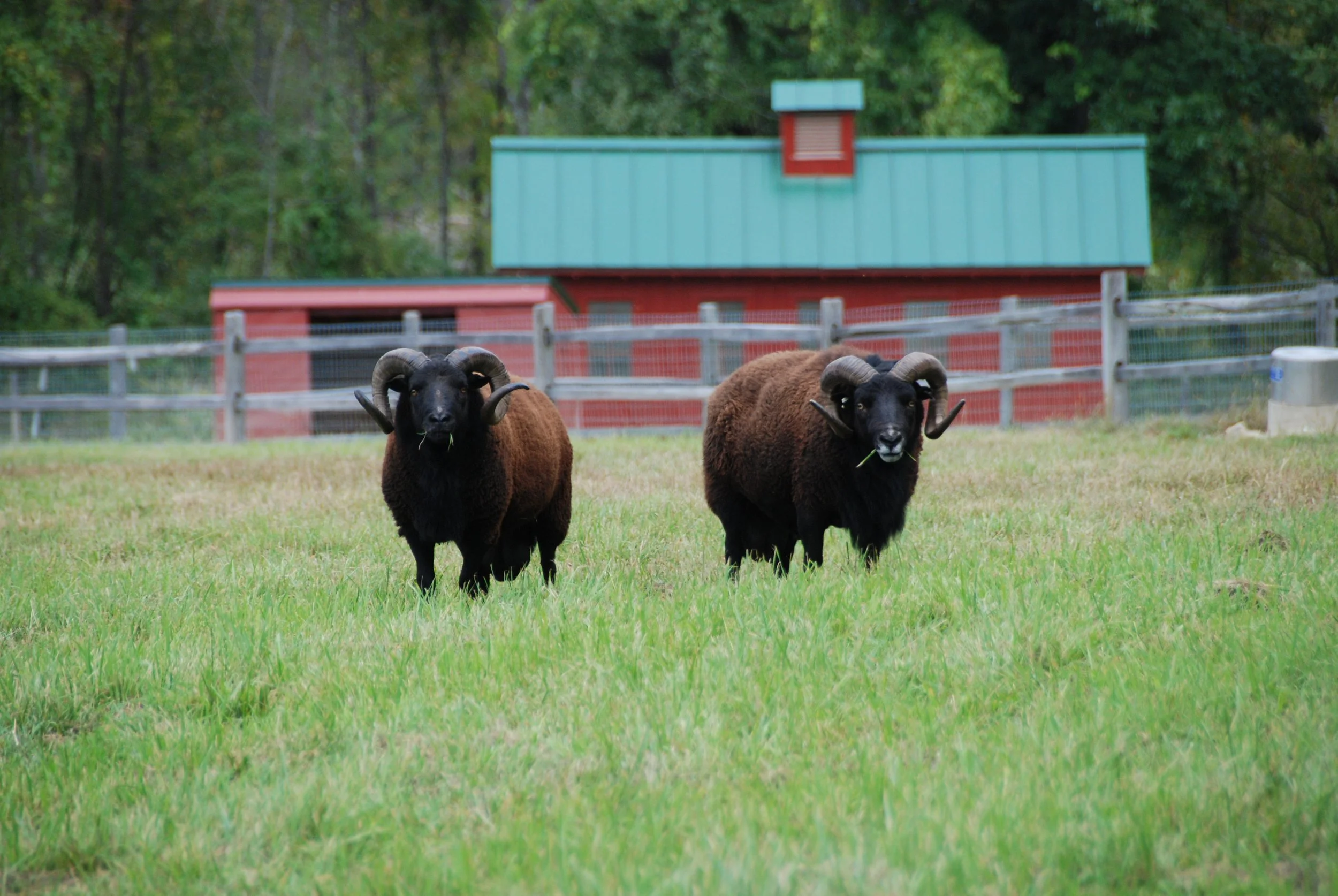 American Black Welsh Mountain Sheep Association