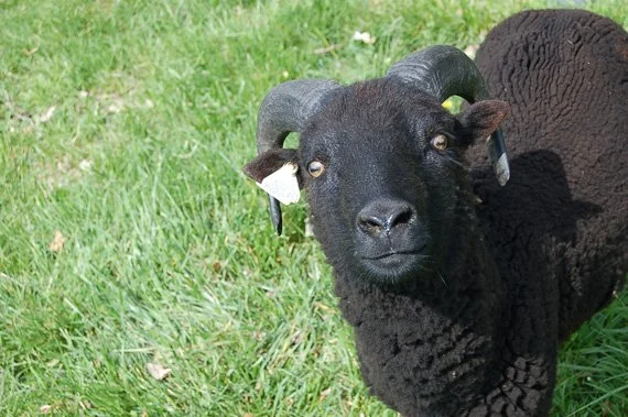 Resources/How To — American Black Welsh Mountain Sheep Association