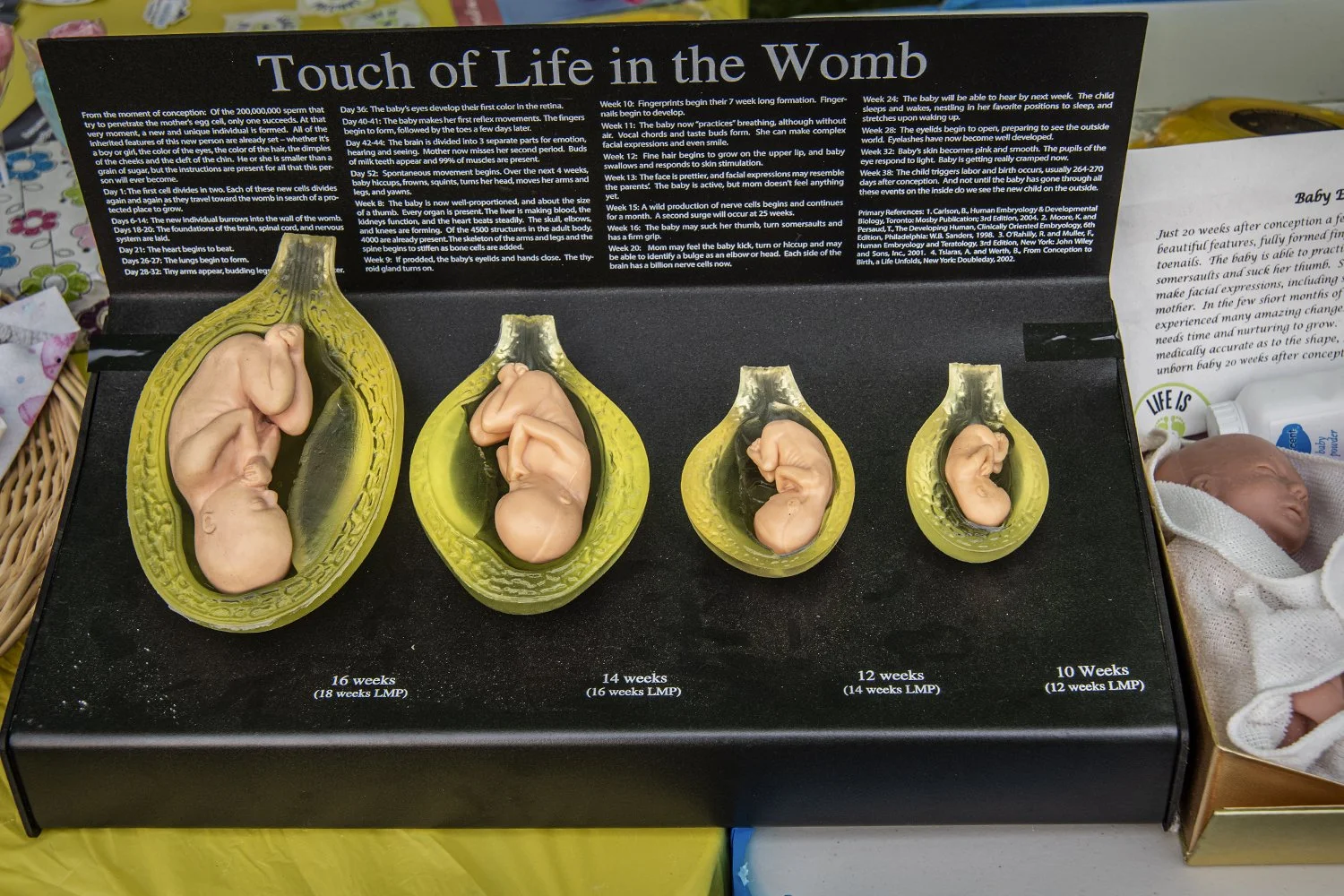 Chelan Co. Fair 2024 — Wenatchee Right To Life