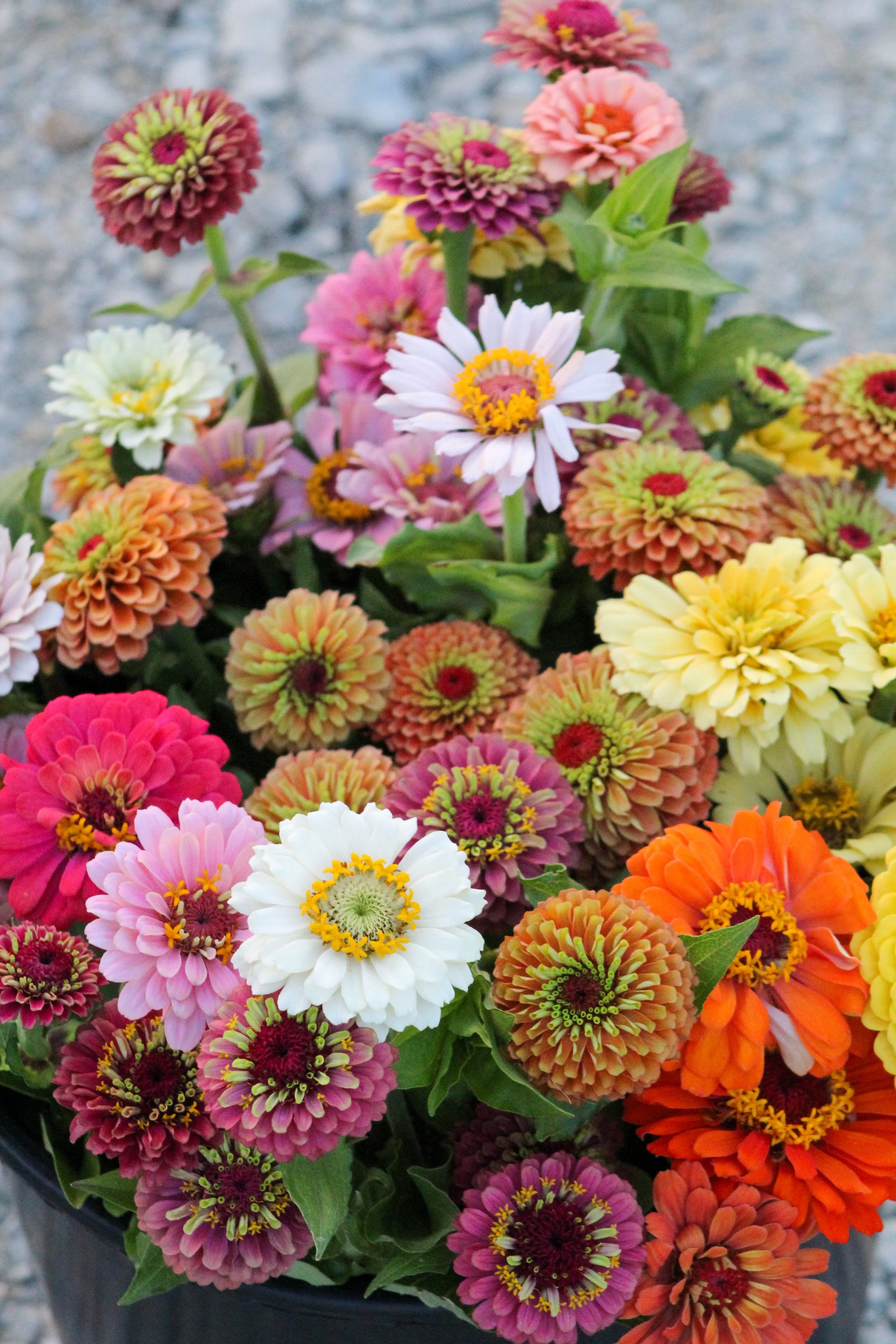 Tate Flower Farm