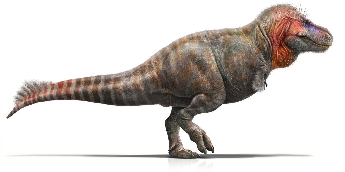 andy frazer | illustrator