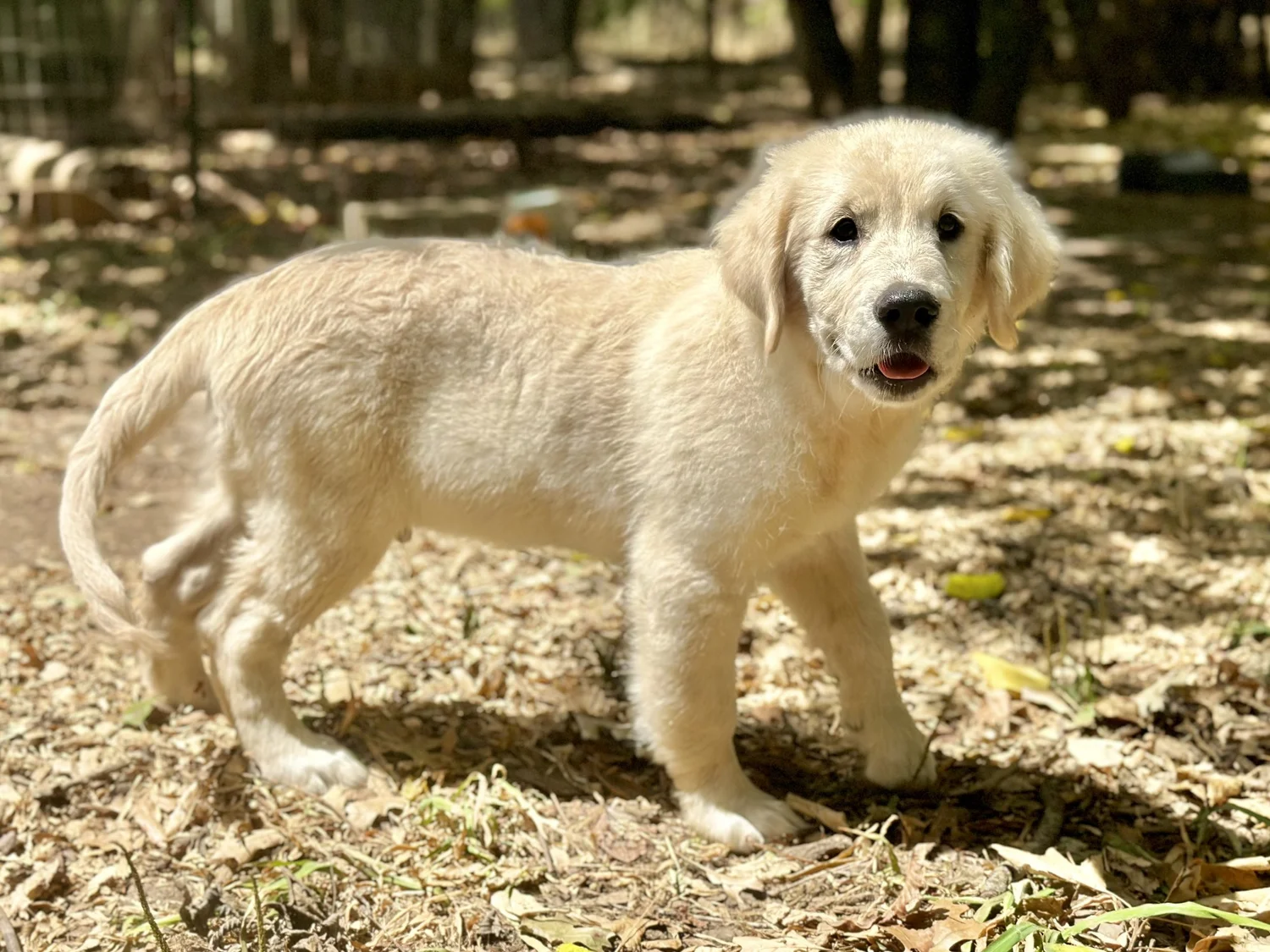 GINGERBREAD GOLDENS | AKC Tennessee English Cream Golden Retriever Puppies