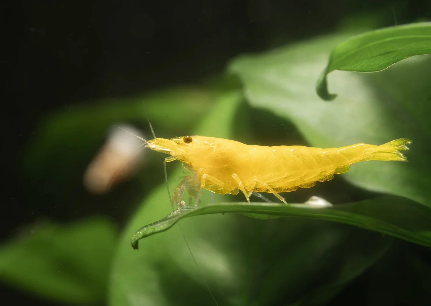 Cherry Red, Blue, Yellow and Cull Tropical Shrimp — One of UK's Largest ...