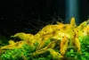 Cherry Red, Blue, Yellow and Cull Tropical Shrimp — One of UK's Largest ...