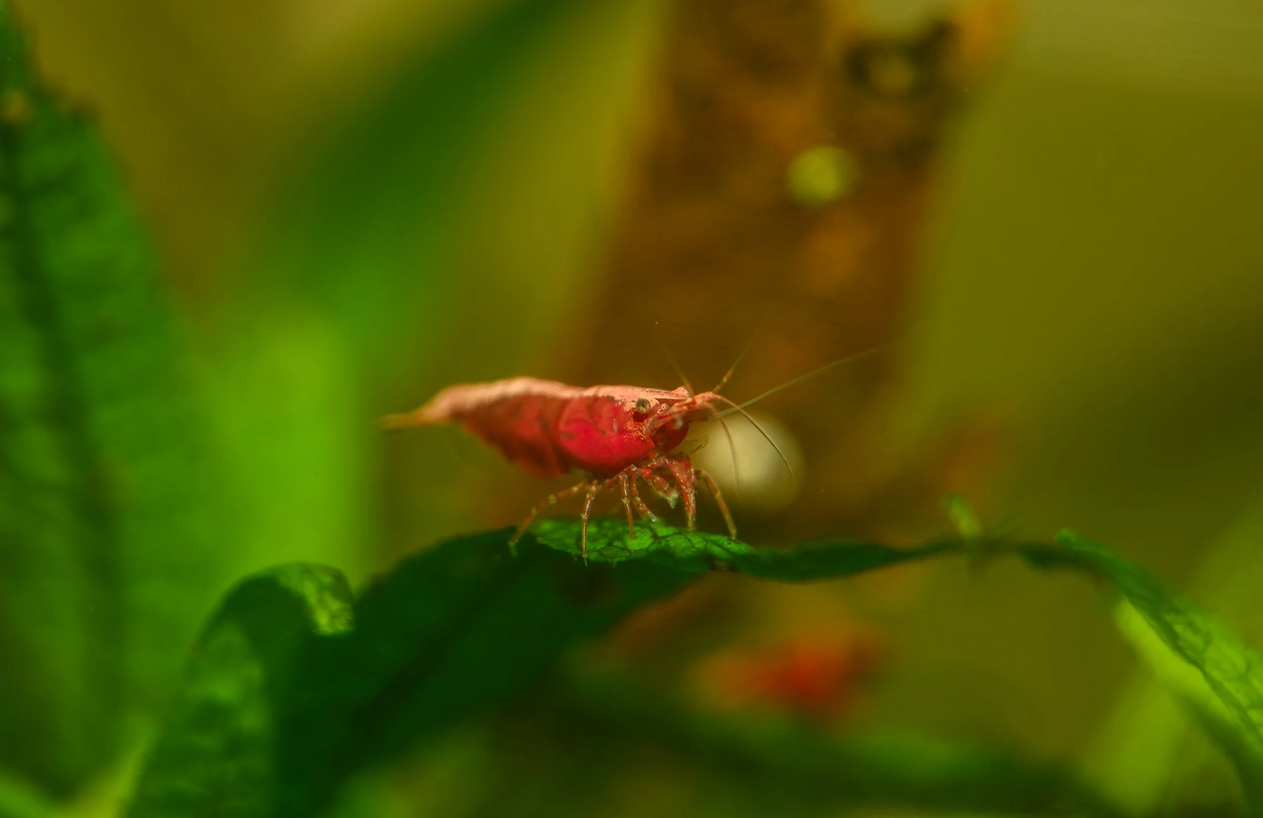Cherry Red, Blue, Yellow and Cull Tropical Shrimp — One of UK's Largest ...