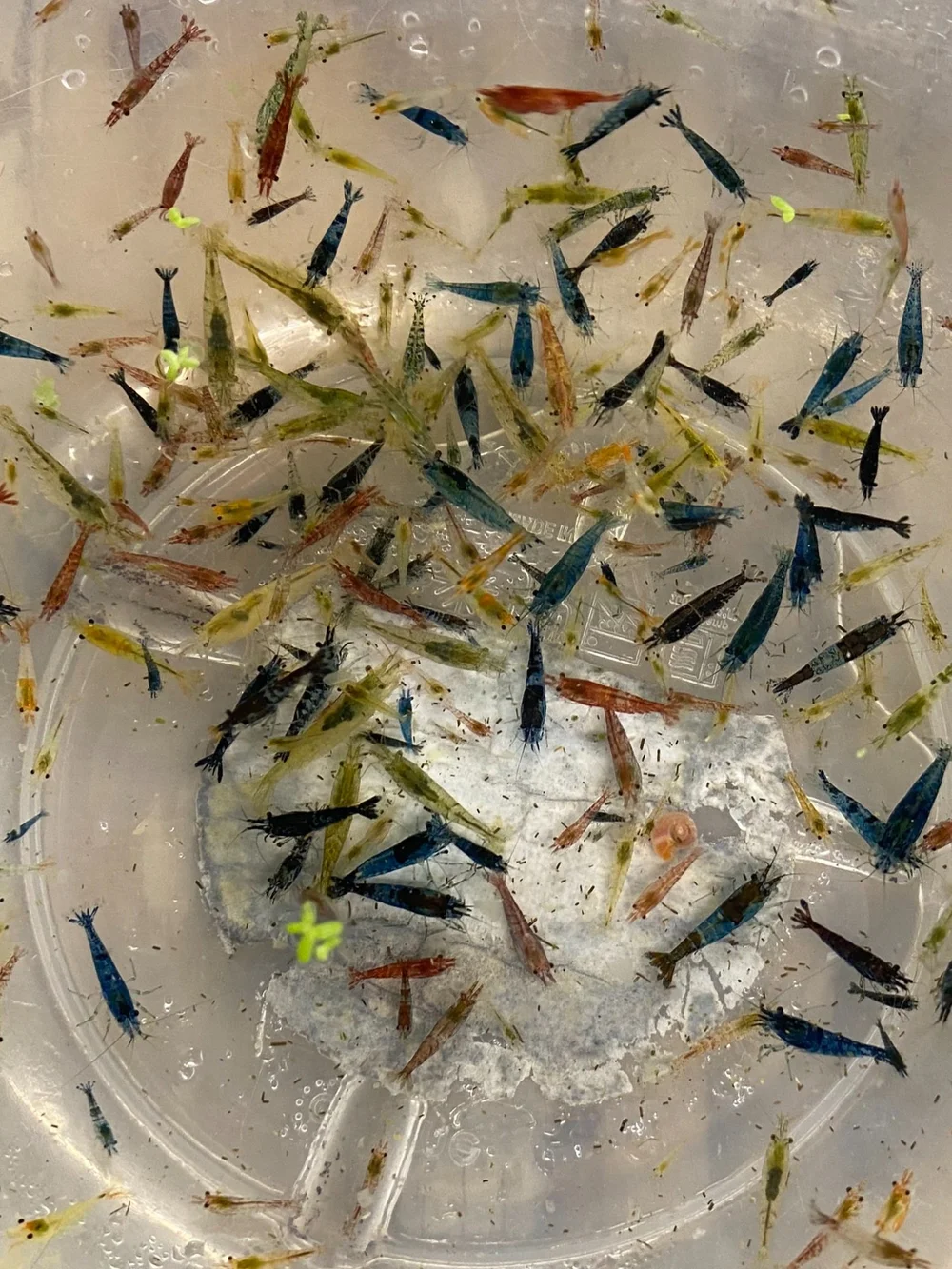 Cherry Red, Blue, Yellow and Cull Tropical Shrimp — One of UK's Largest ...