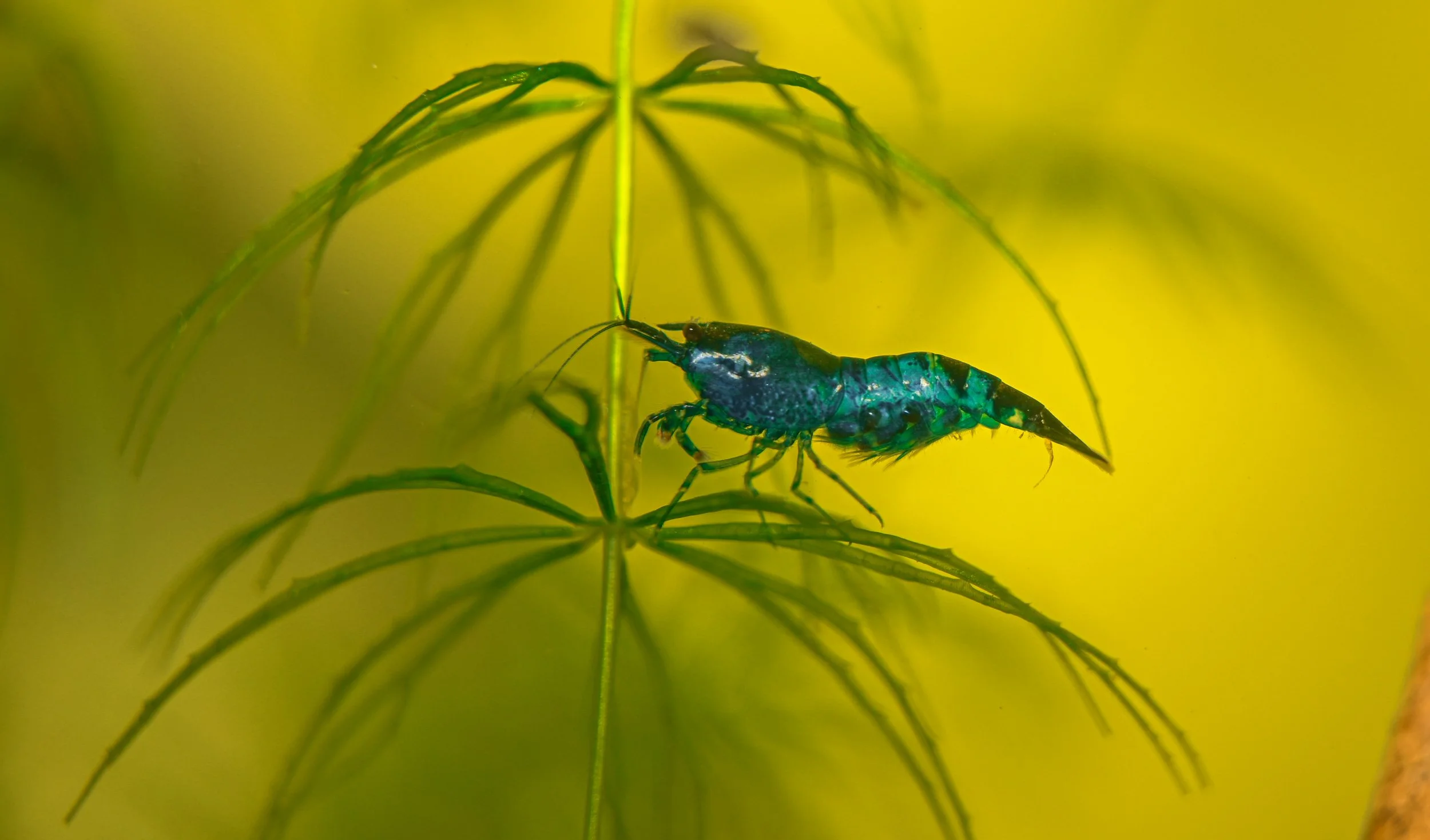 Cherry Red, Blue, Yellow and Cull Tropical Shrimp — One of UK's Largest ...