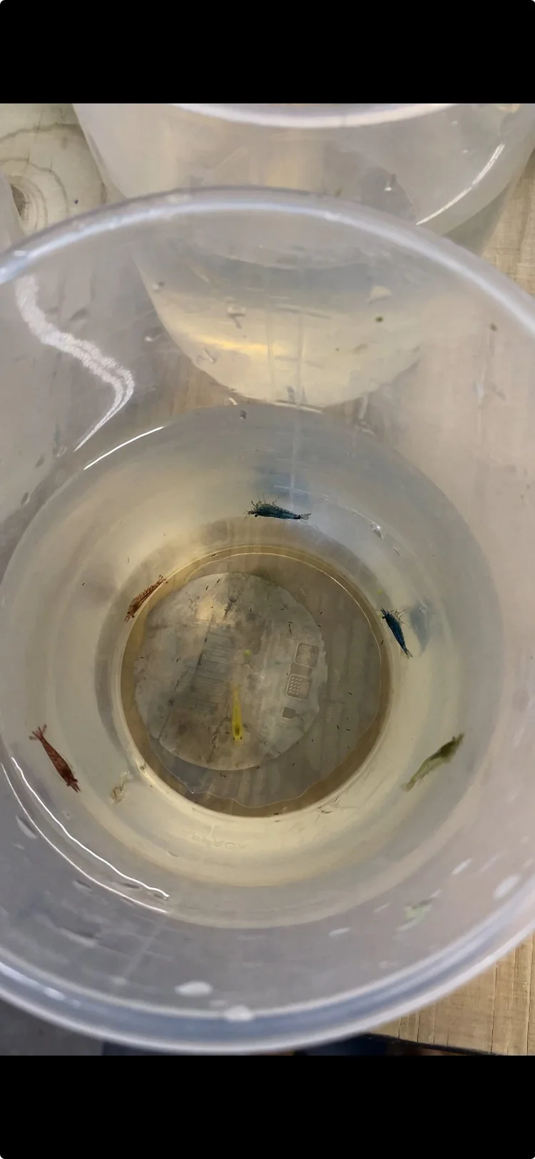 Cherry Red, Blue, Yellow and Cull Tropical Shrimp — One of UK's Largest ...