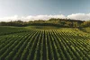 H-2A Agency | USA FARM LABOR