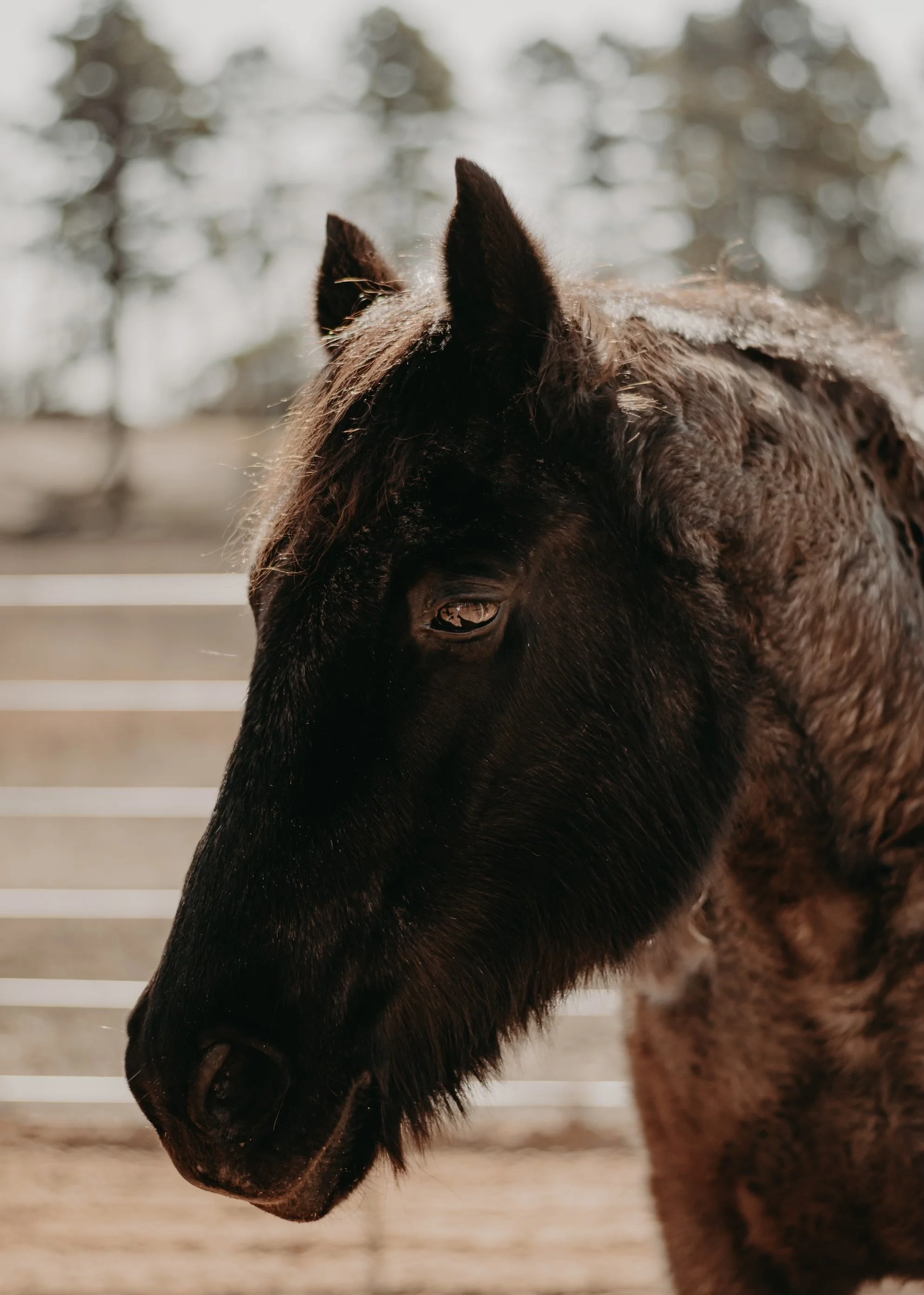 Our Horses — Sunshine Theraputic Riding Center
