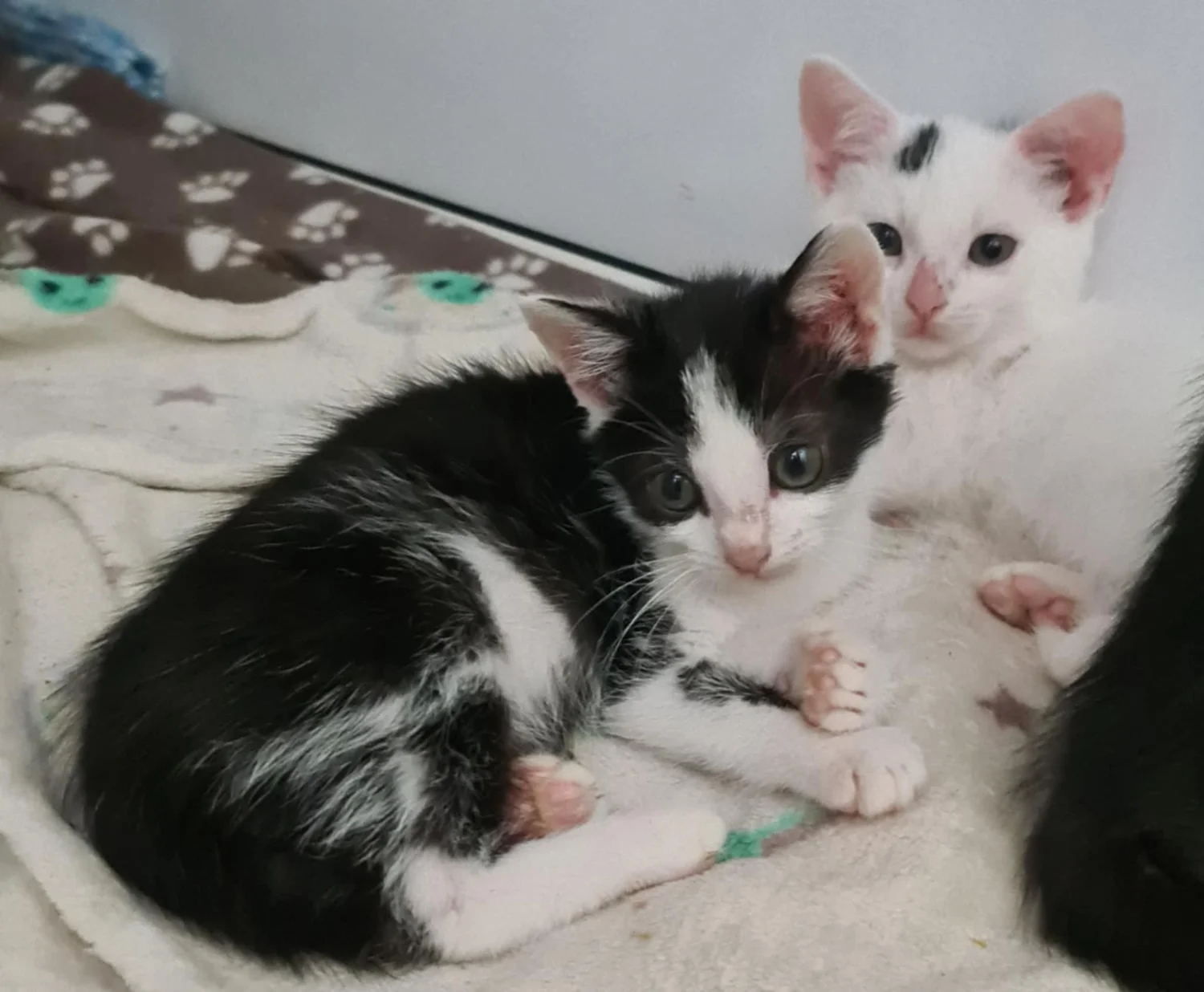 Homing — Avon Cat Rescue