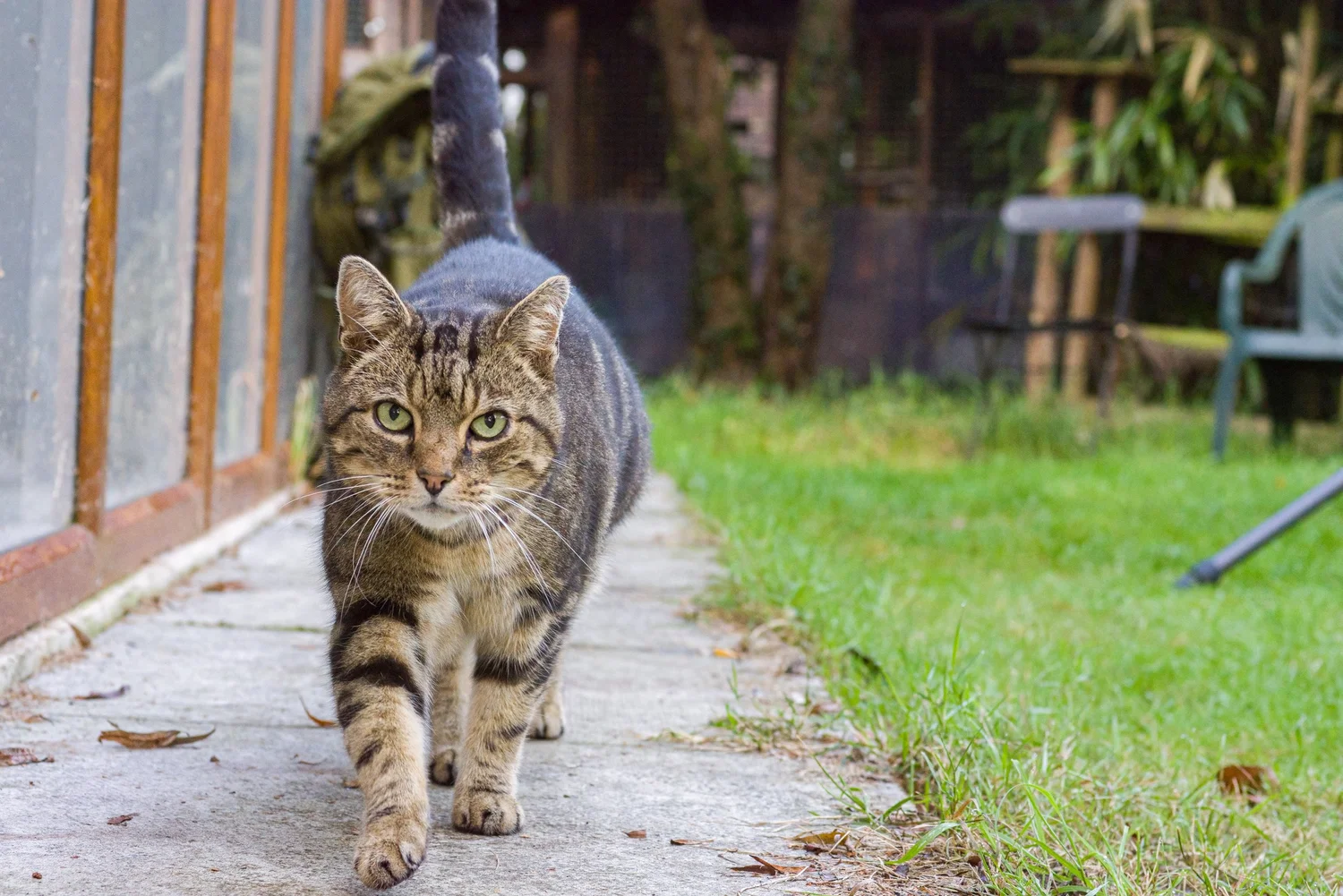 Sponsor a Cat — Avon Cat Rescue