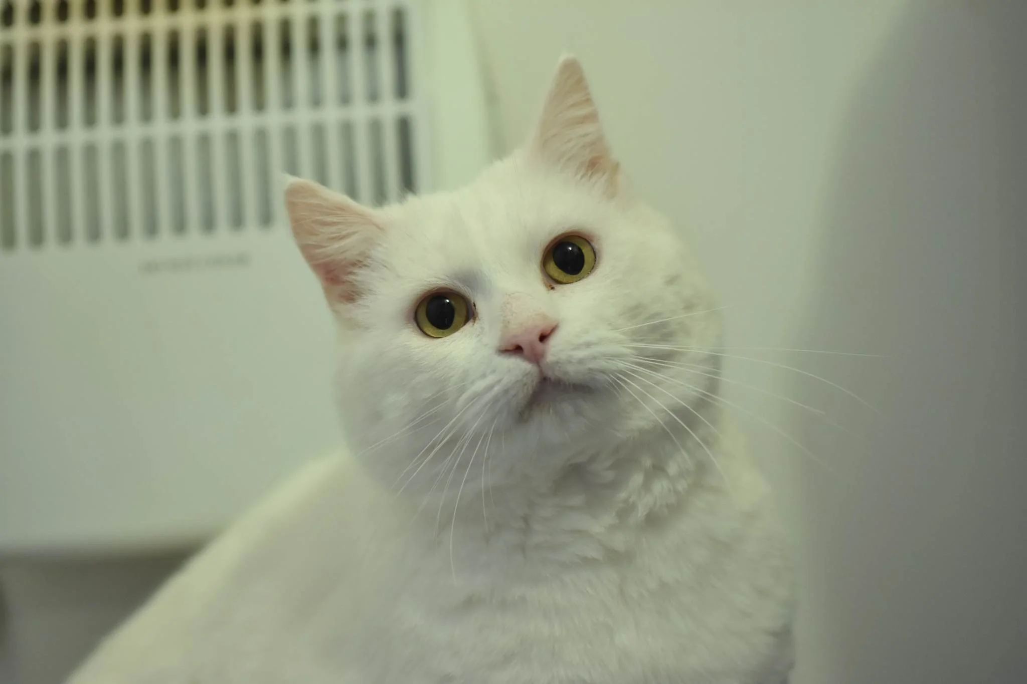 Outdoor Cats — Avon Cat Rescue