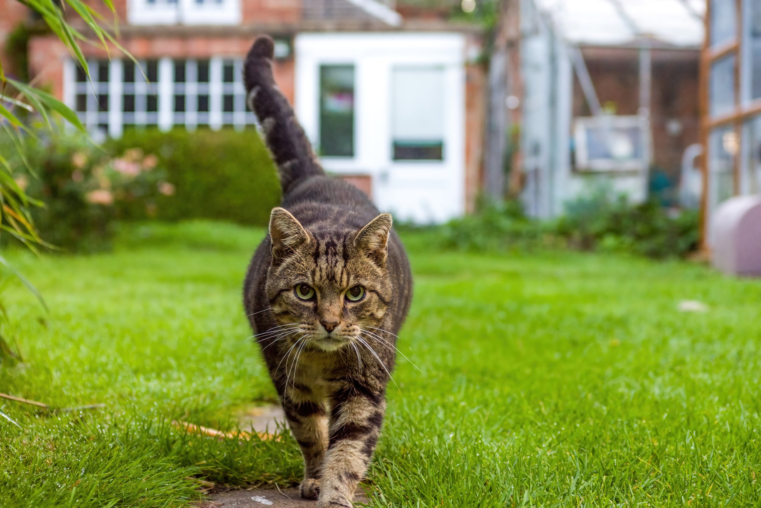 Avon Cat Rescue