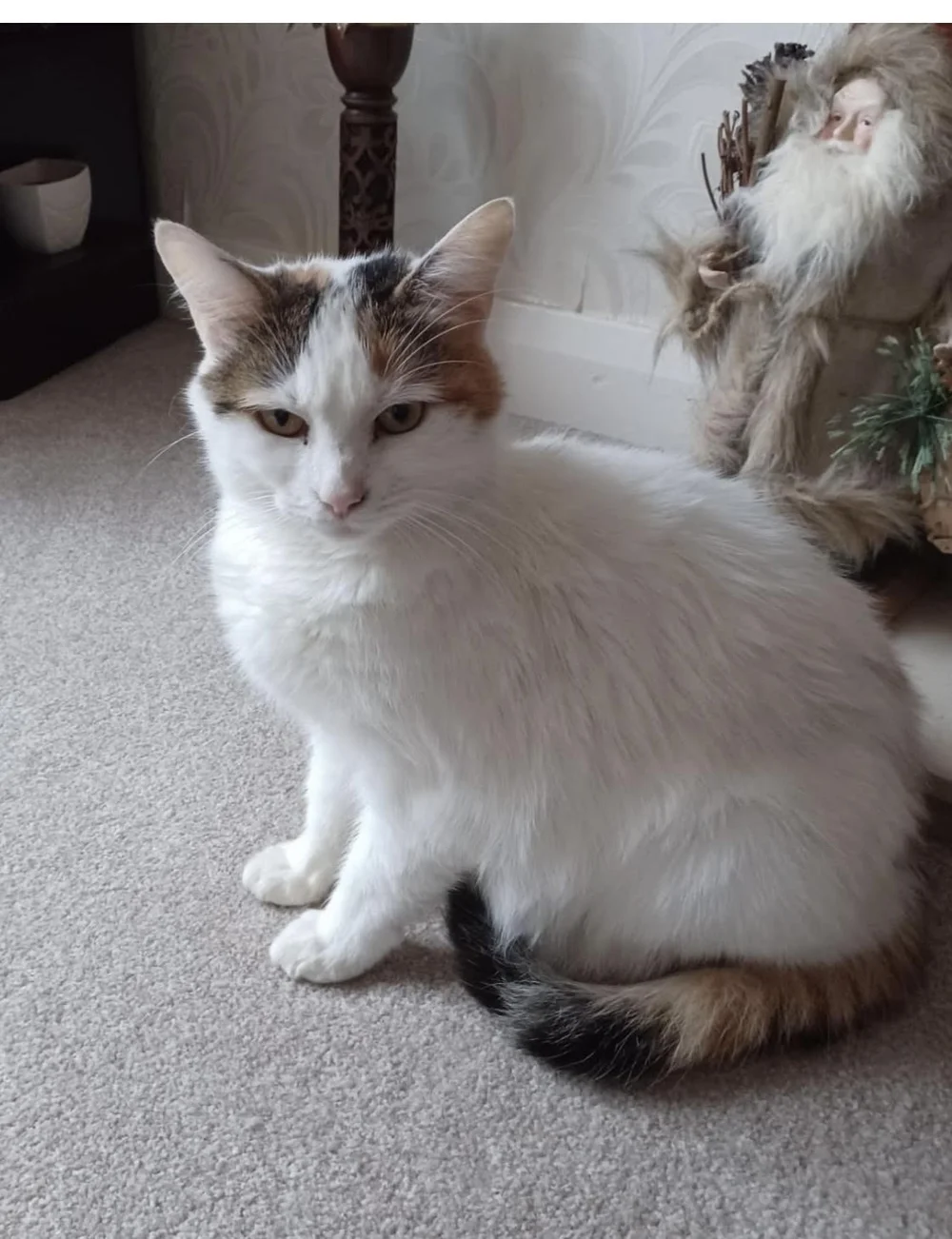 Homing from Homes — Avon Cat Rescue