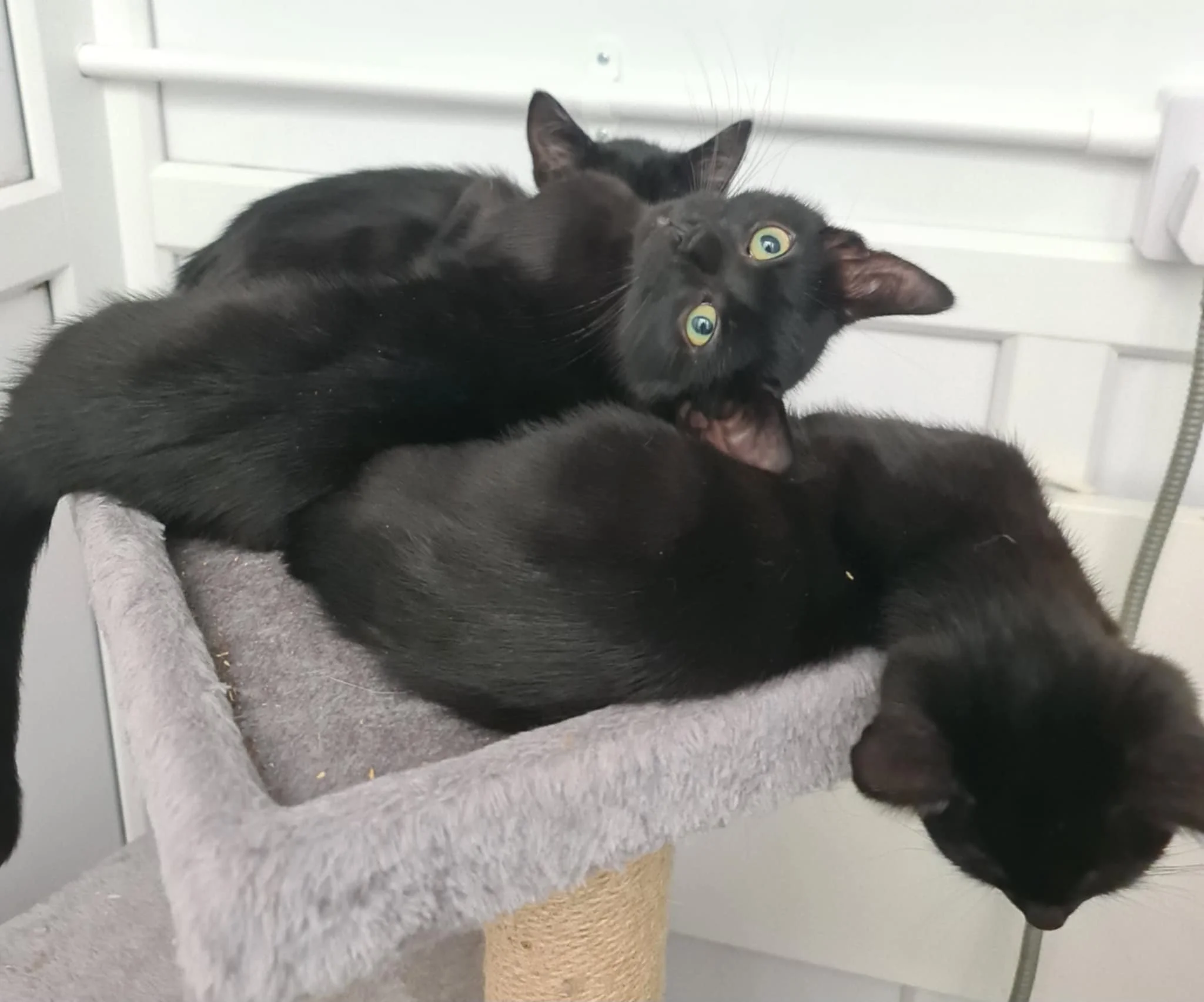 Homing — Avon Cat Rescue